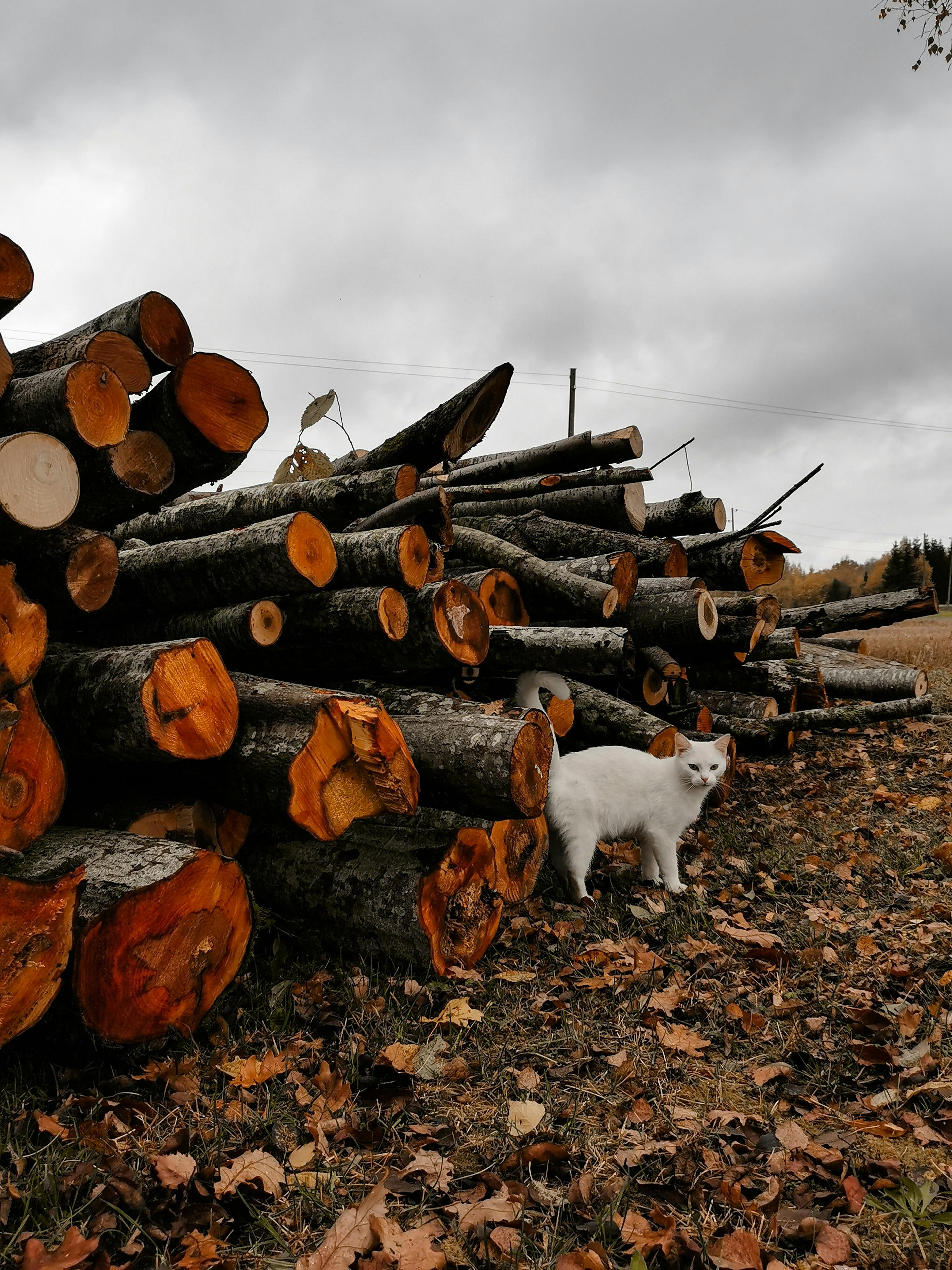 White Cat Amongst Autumn Logs Outdoors · Free Stock Photo