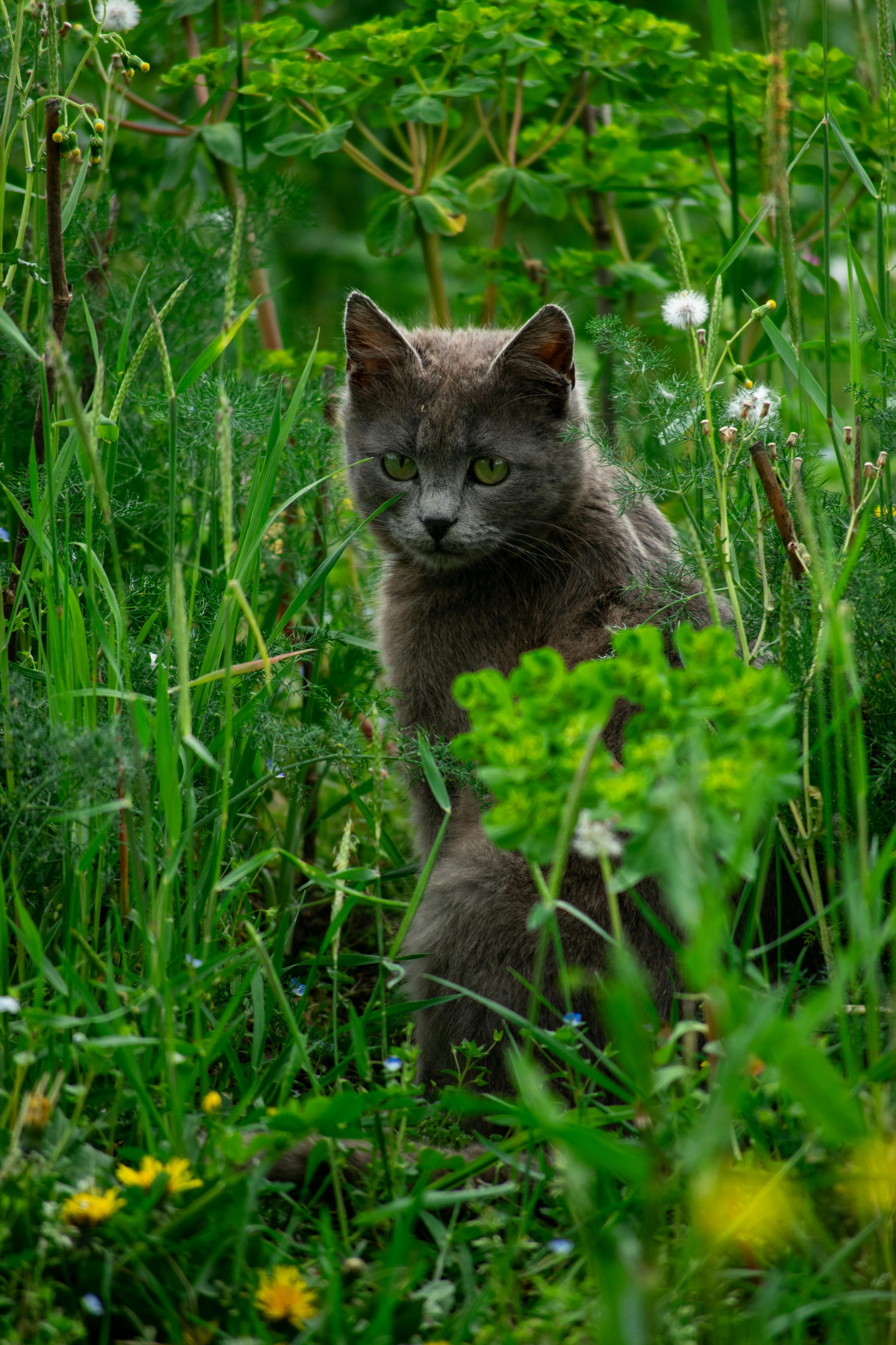 Liger Animal Photos, Download The BEST Free Liger Animal Stock Photos ...