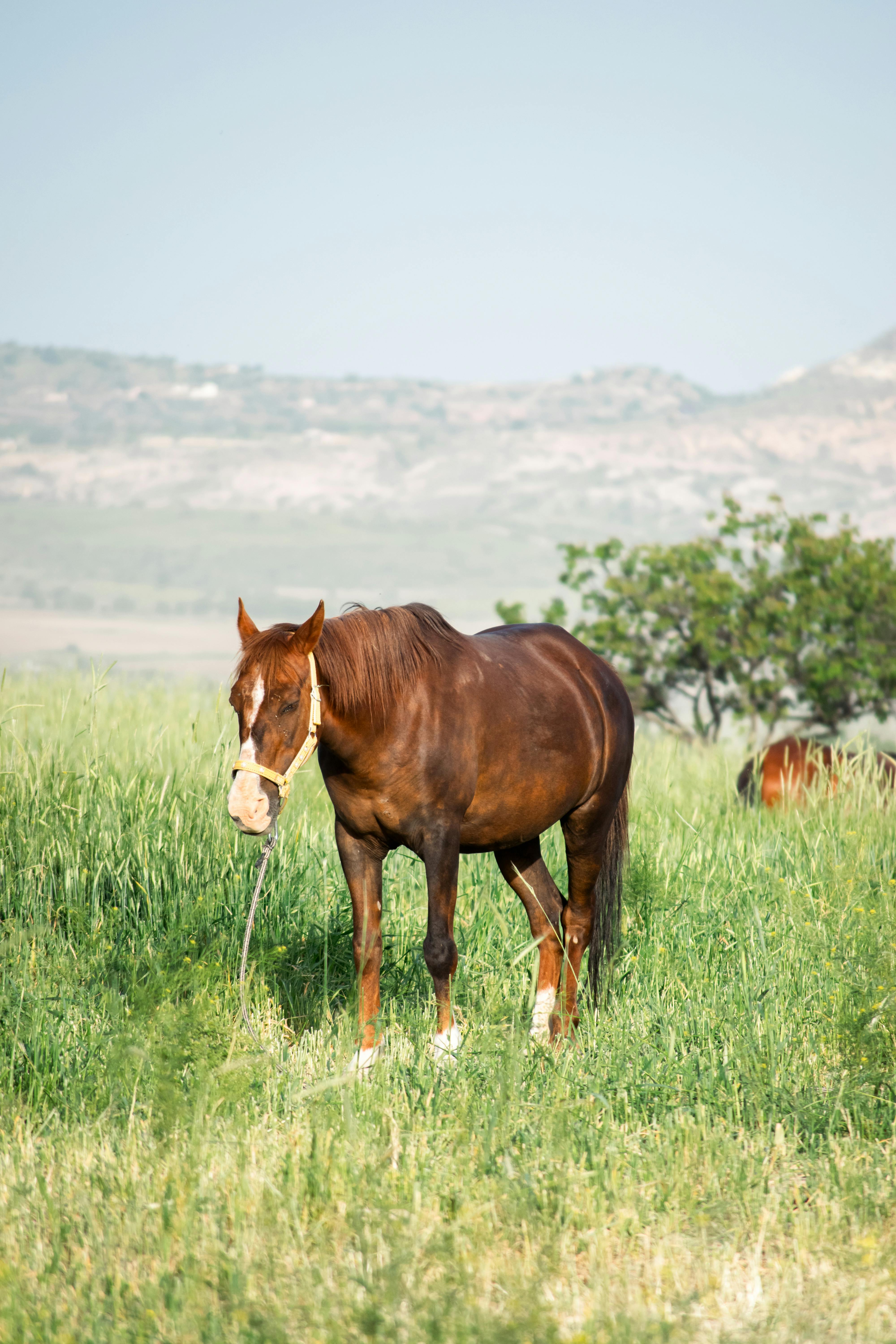 Liger Animal Photos, Download The BEST Free Liger Animal Stock Photos ...