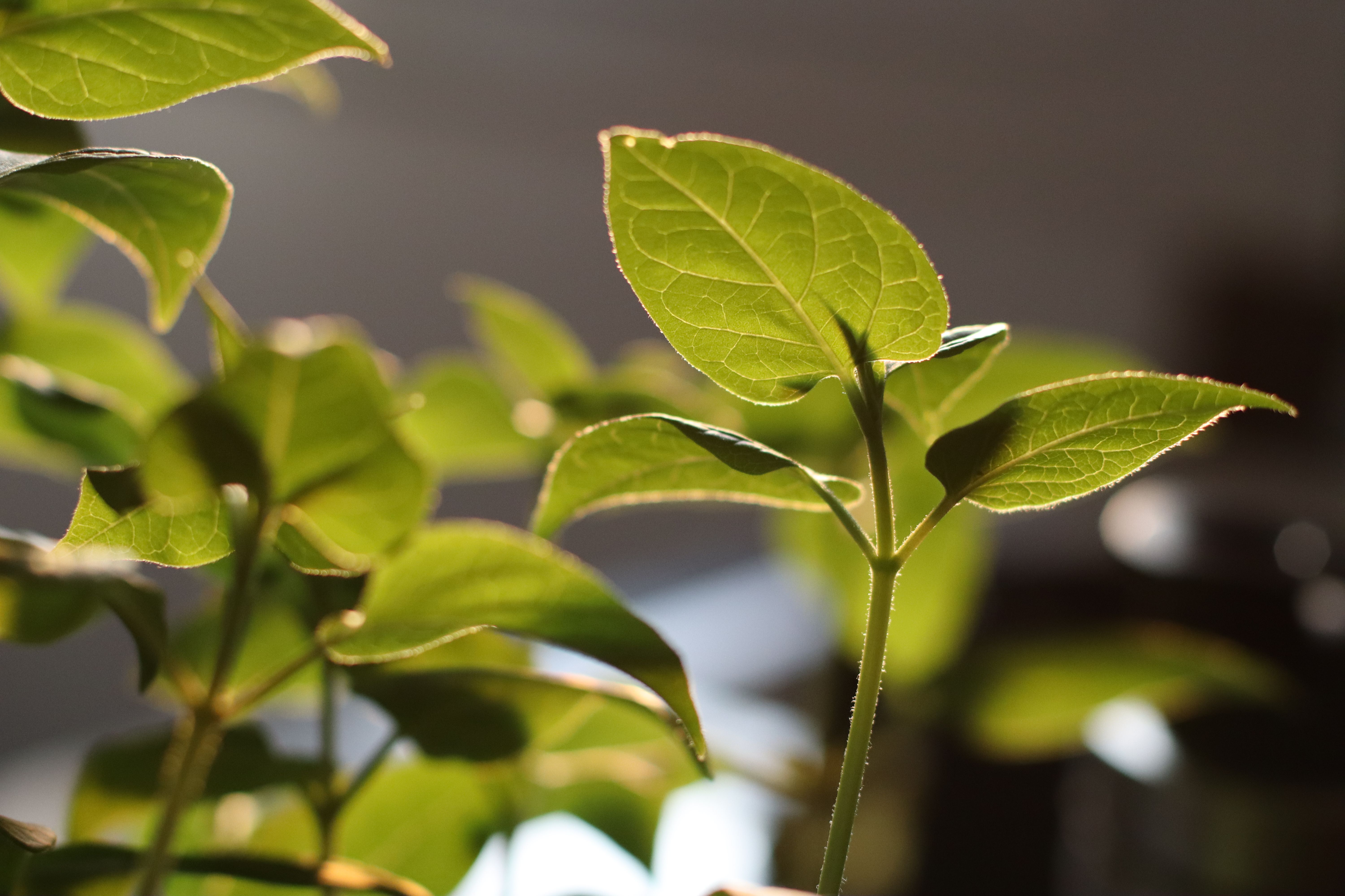 Plant Stomata Photos, Download The BEST Free Plant Stomata Stock Photos ...