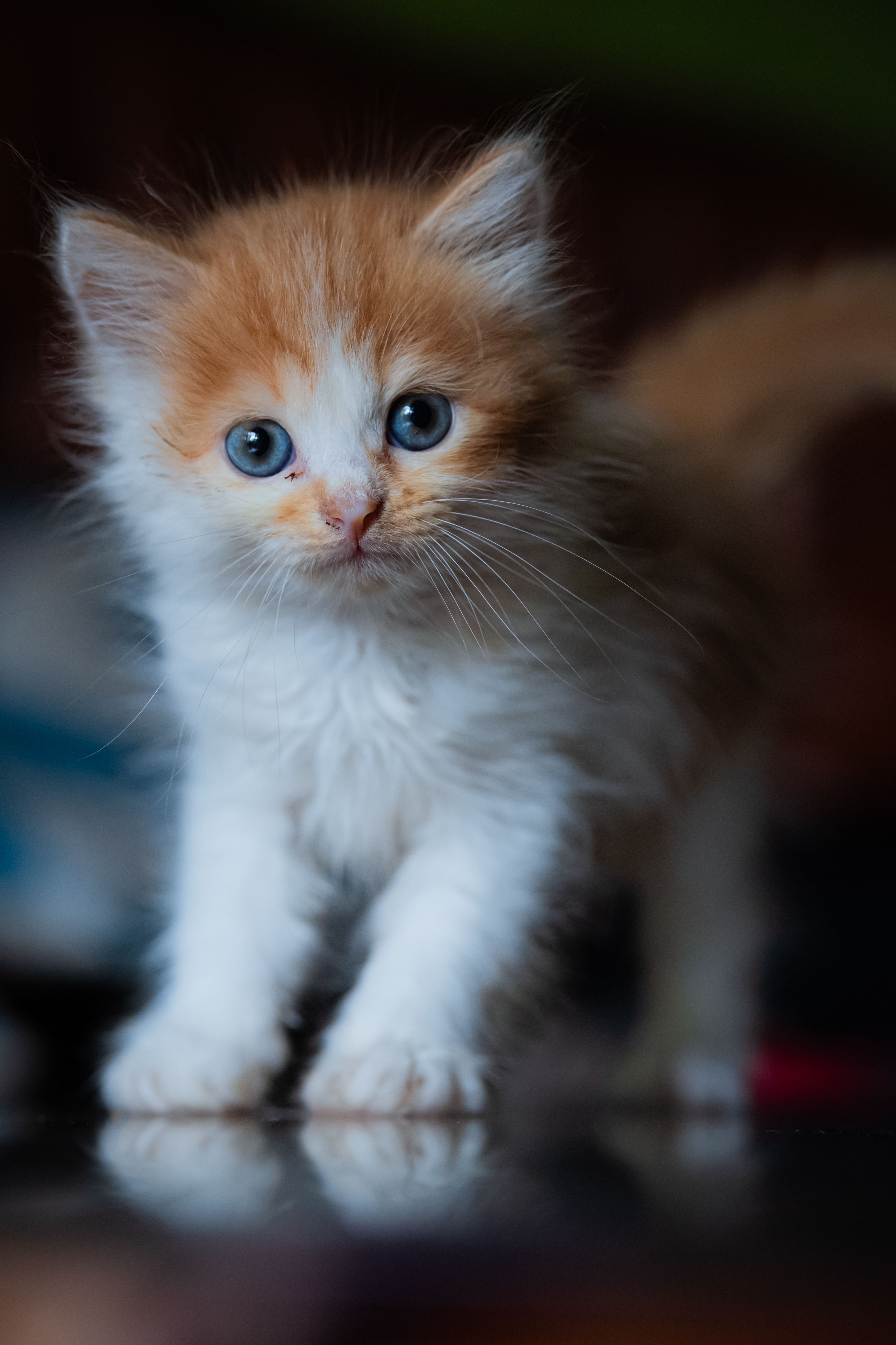 Adorable Portrait De Chaton Orange Et Blanc Tout Duveteux · Photo gratuite
