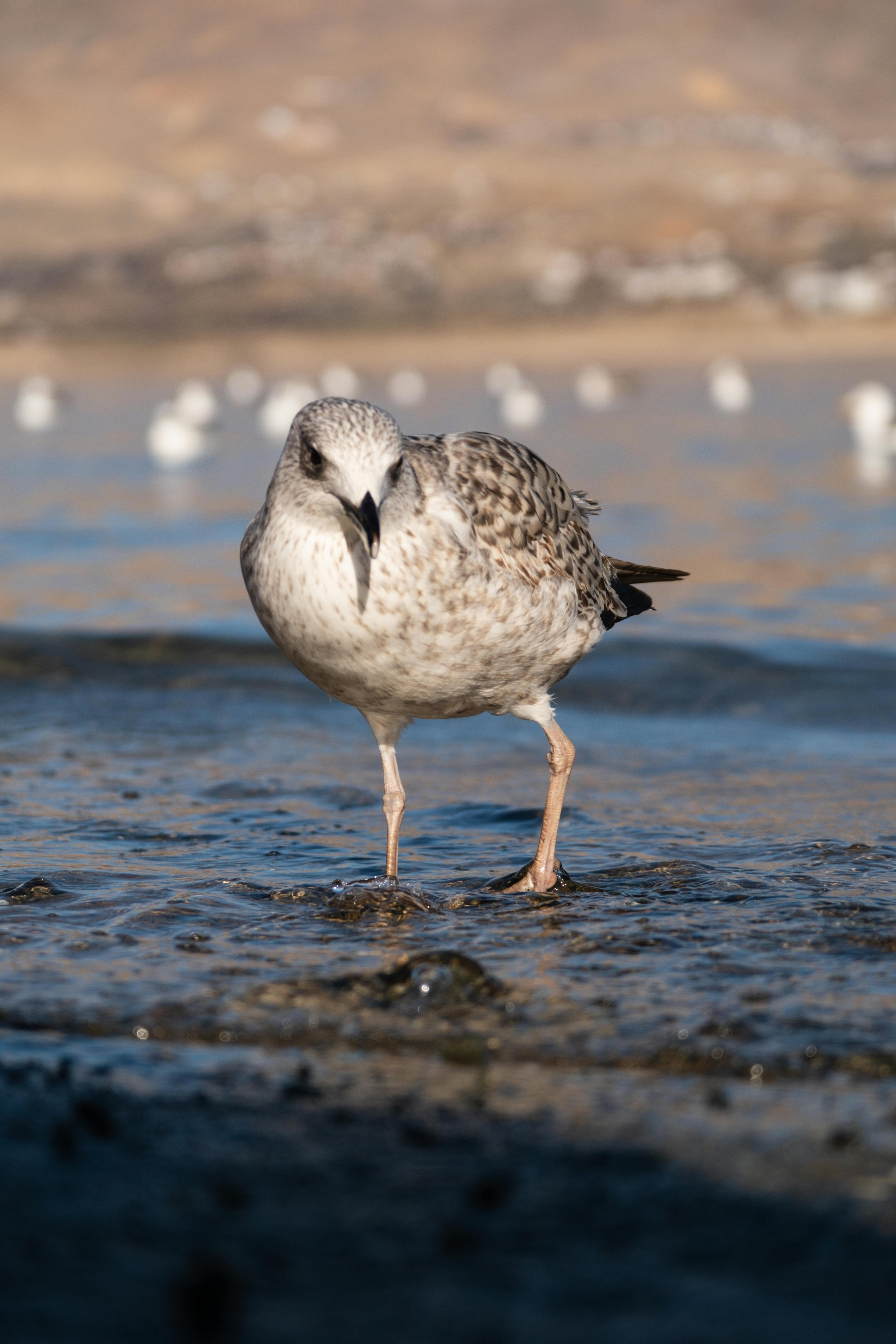 Liger Animal Photos, Download The BEST Free Liger Animal Stock Photos ...