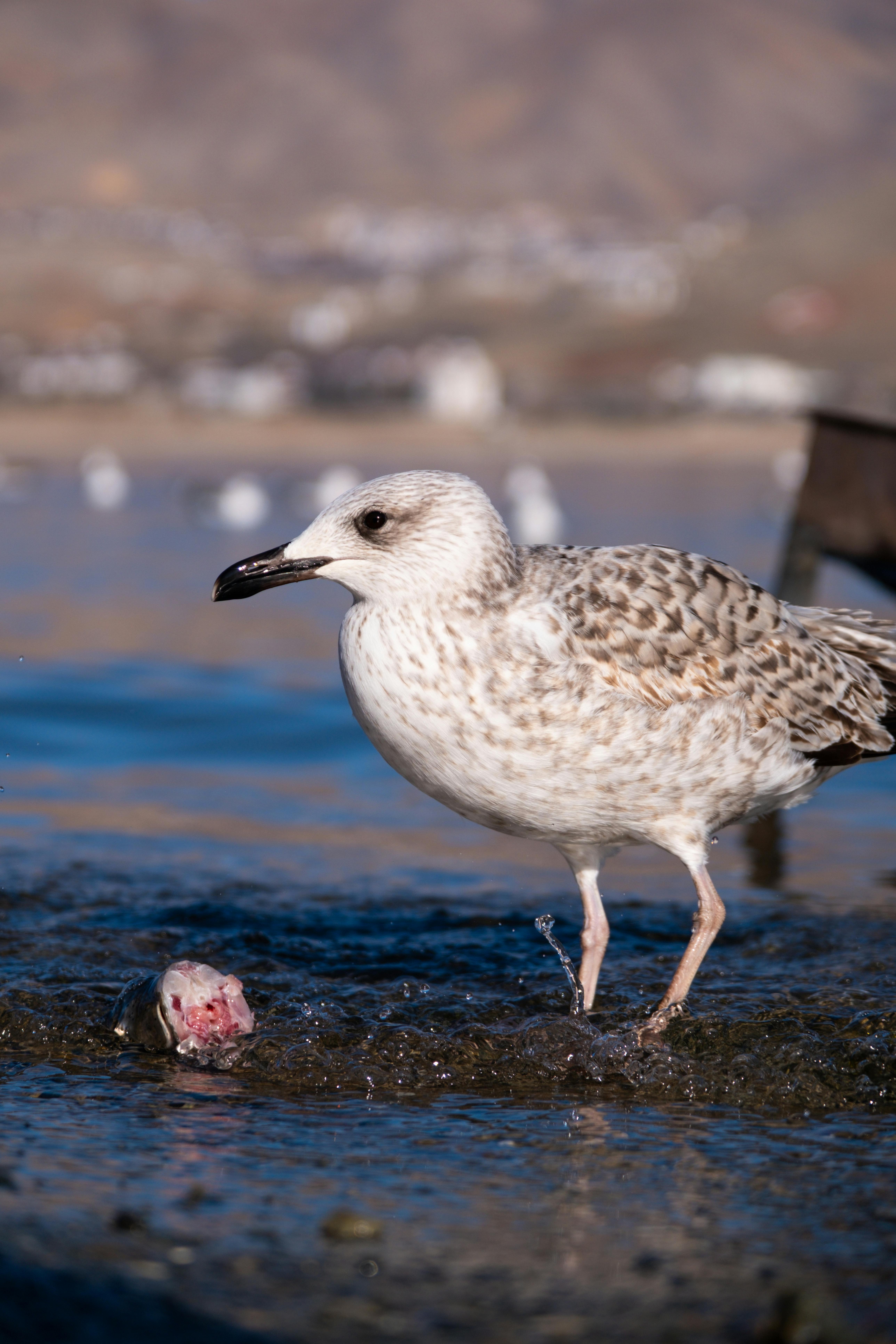 Flickr+Beach+Girls Photos, Download The BEST Free Flickr+Beach+Girls ...