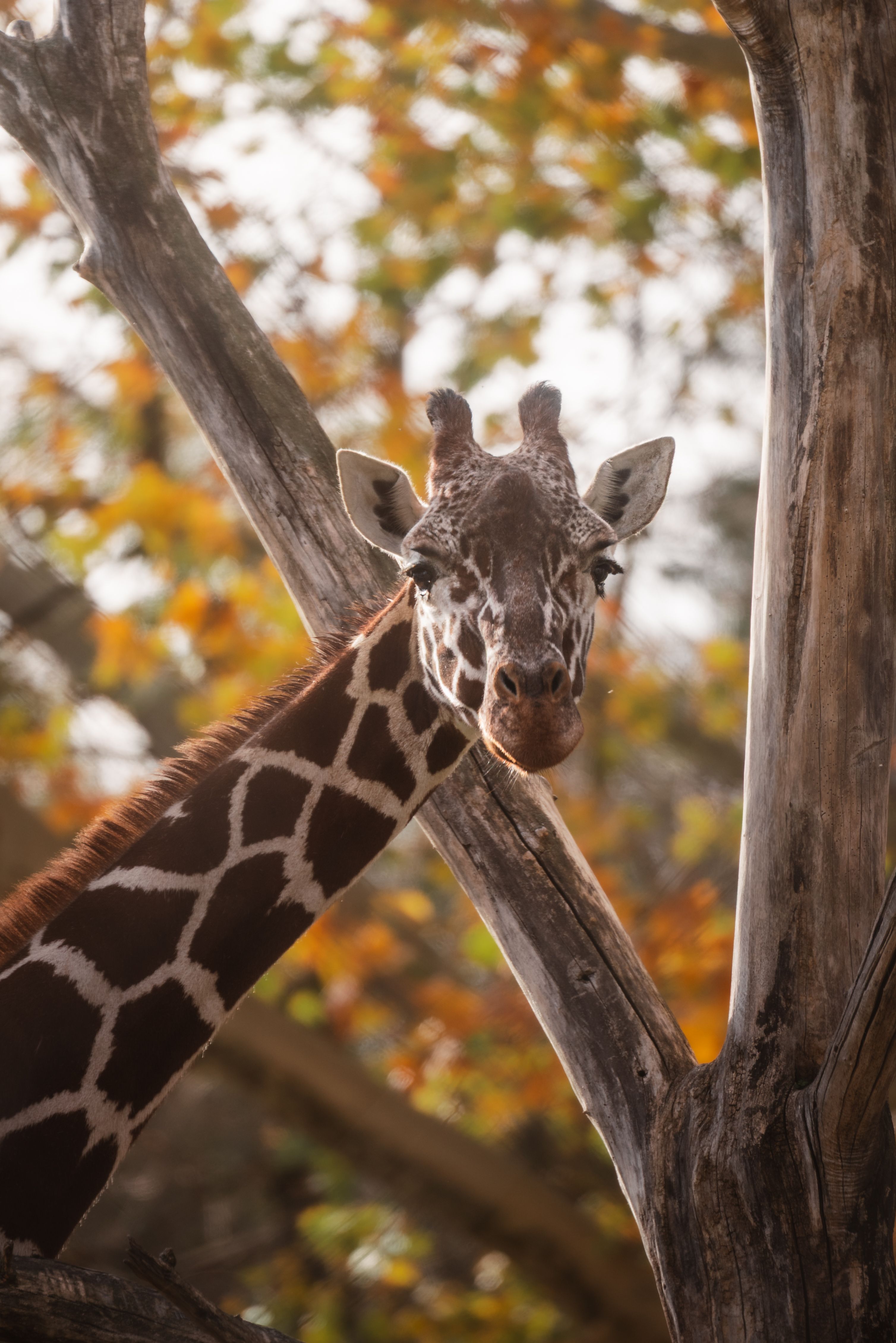 4k Giraffe Desktop Wallpaper Photos, Download The BEST Free 4k Giraffe ...