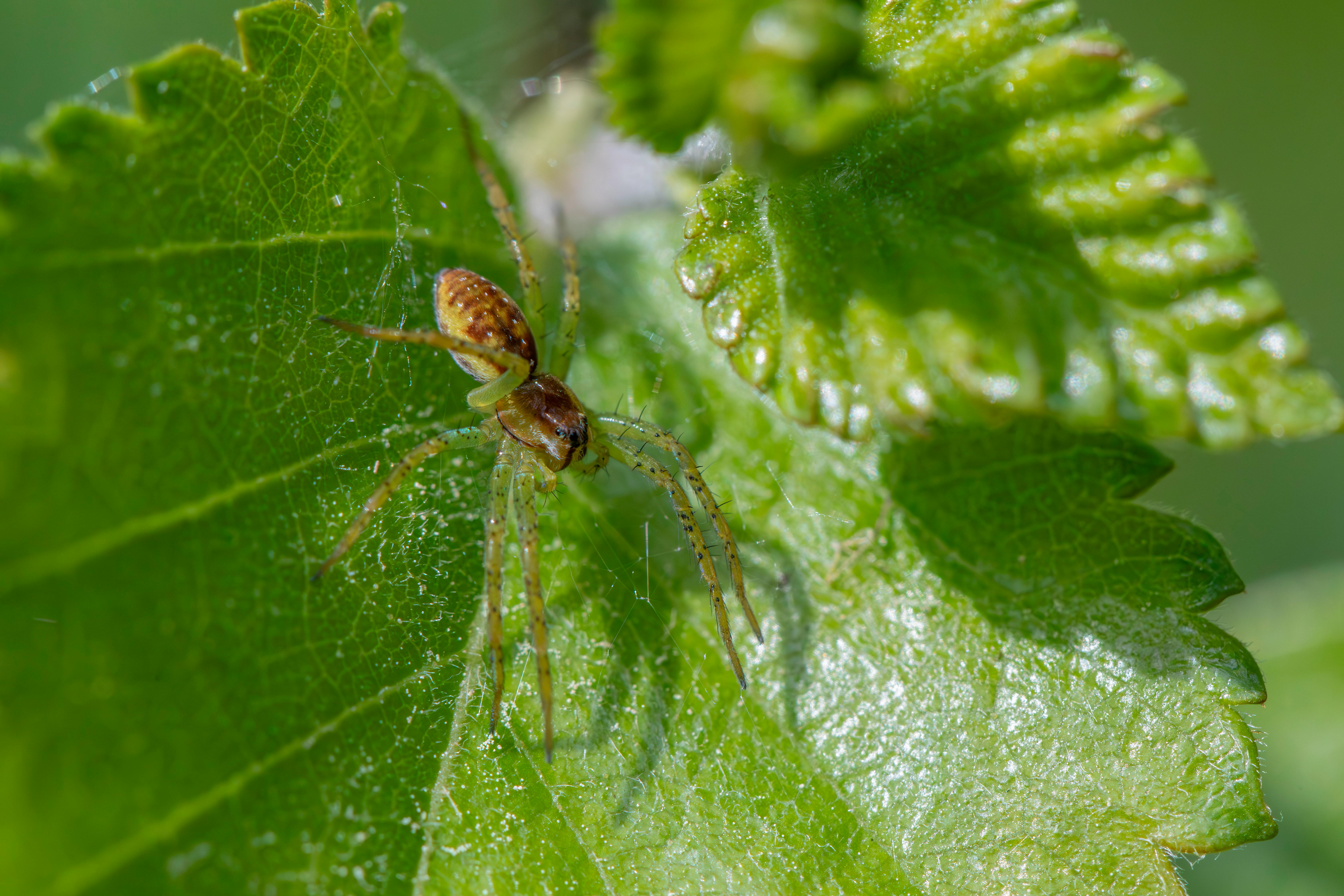 Scary Momo Photos, Download The BEST Free Scary Momo Stock Photos & HD ...