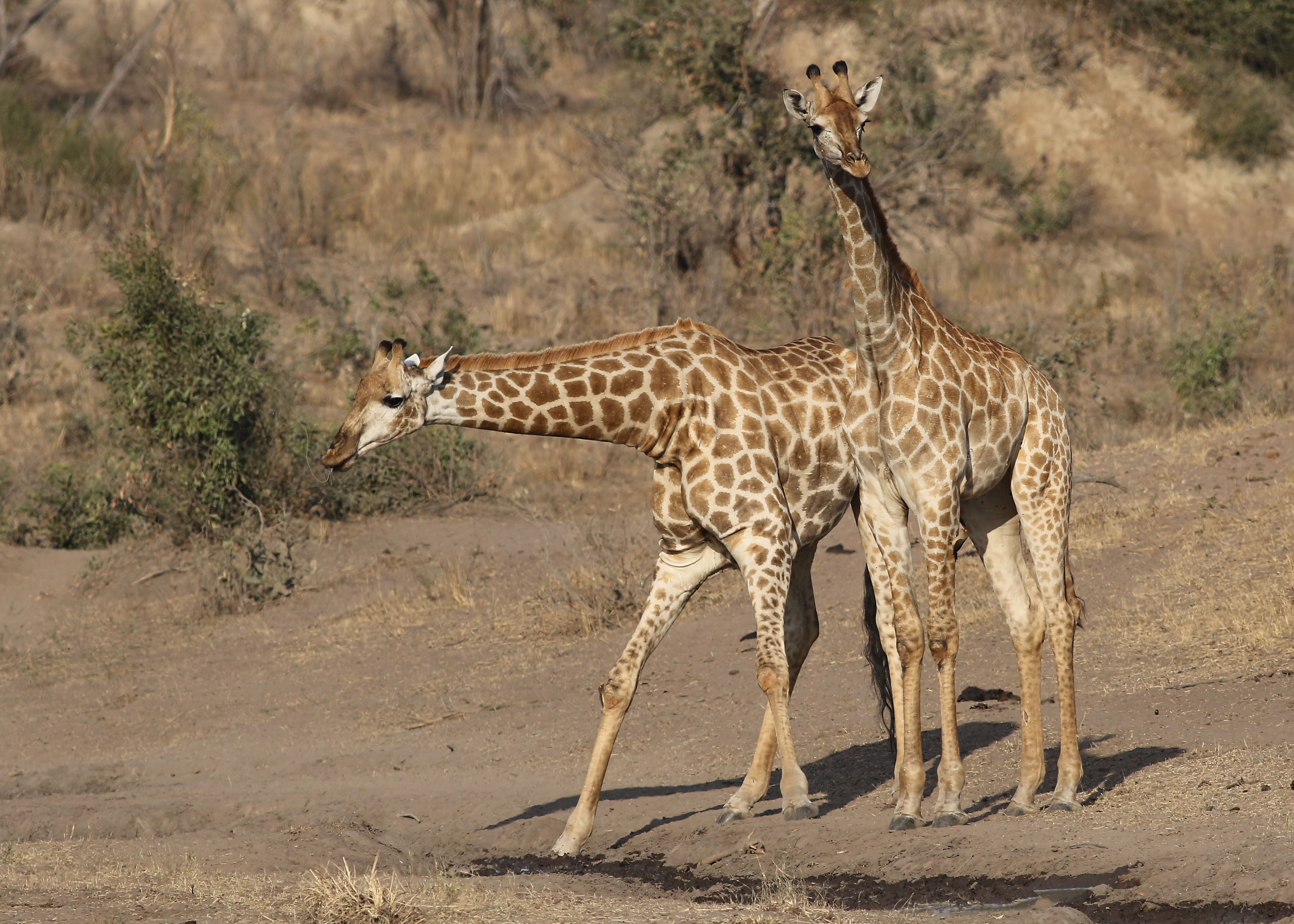 Two Giraffes in Natural Habitat at Kruger · Free Stock Photo
