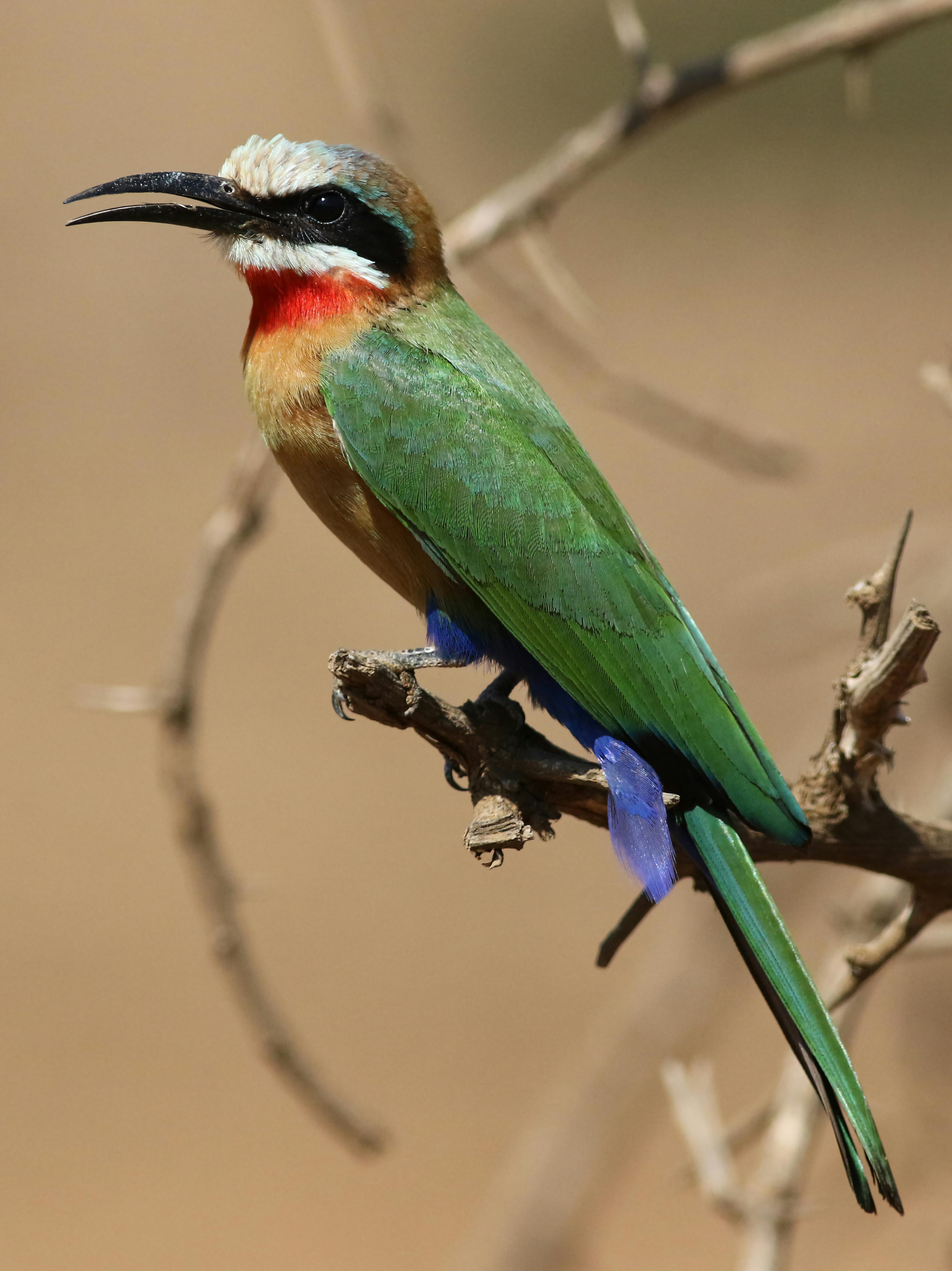 Merops+Kft Photos, Download The BEST Free Merops+Kft Stock Photos & HD ...