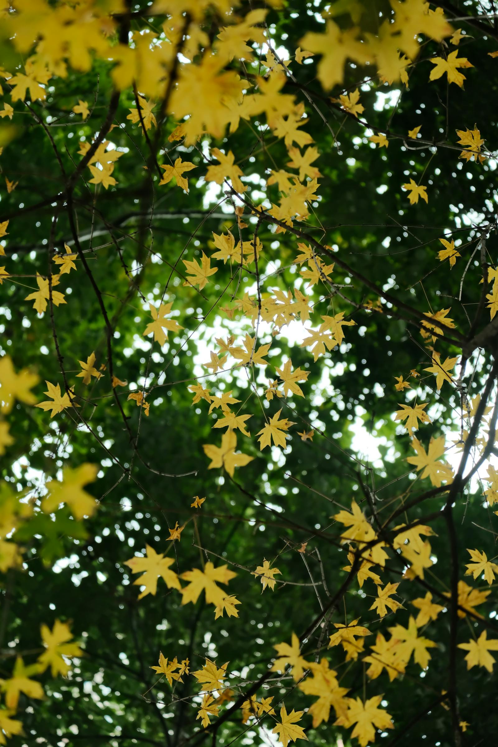 Green Hacker Background Photos, Download The BEST Free Green Hacker ...