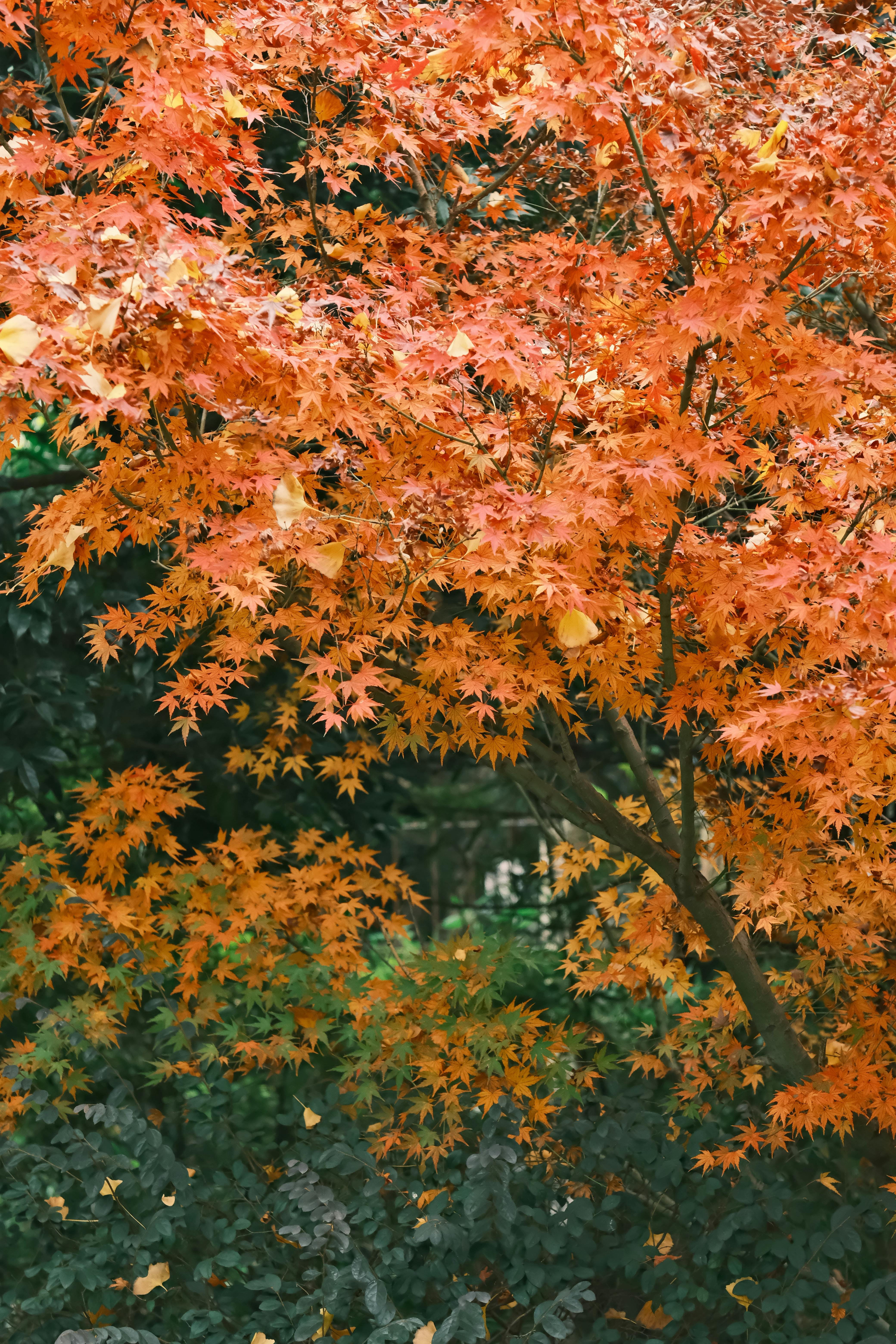 Bokep+Japanese+Sub+Indo+Terbaru Photos, Download The BEST Free Bokep+Japanese+Sub+Indo+Terbaru ...