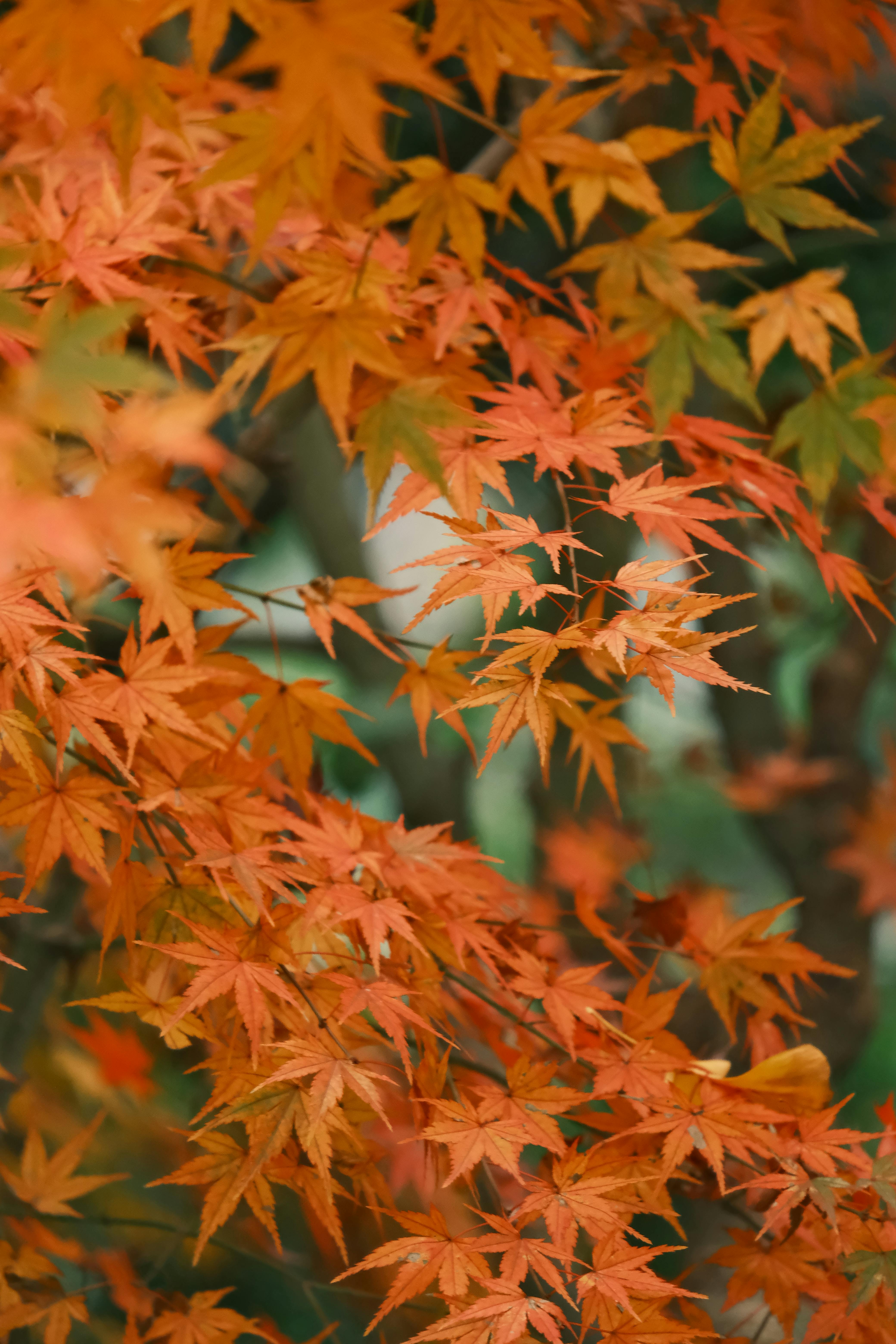 Bokep+Japanese+Sub+Indo+Terbaru Photos, Download The BEST Free Bokep+Japanese+Sub+Indo+Terbaru ...