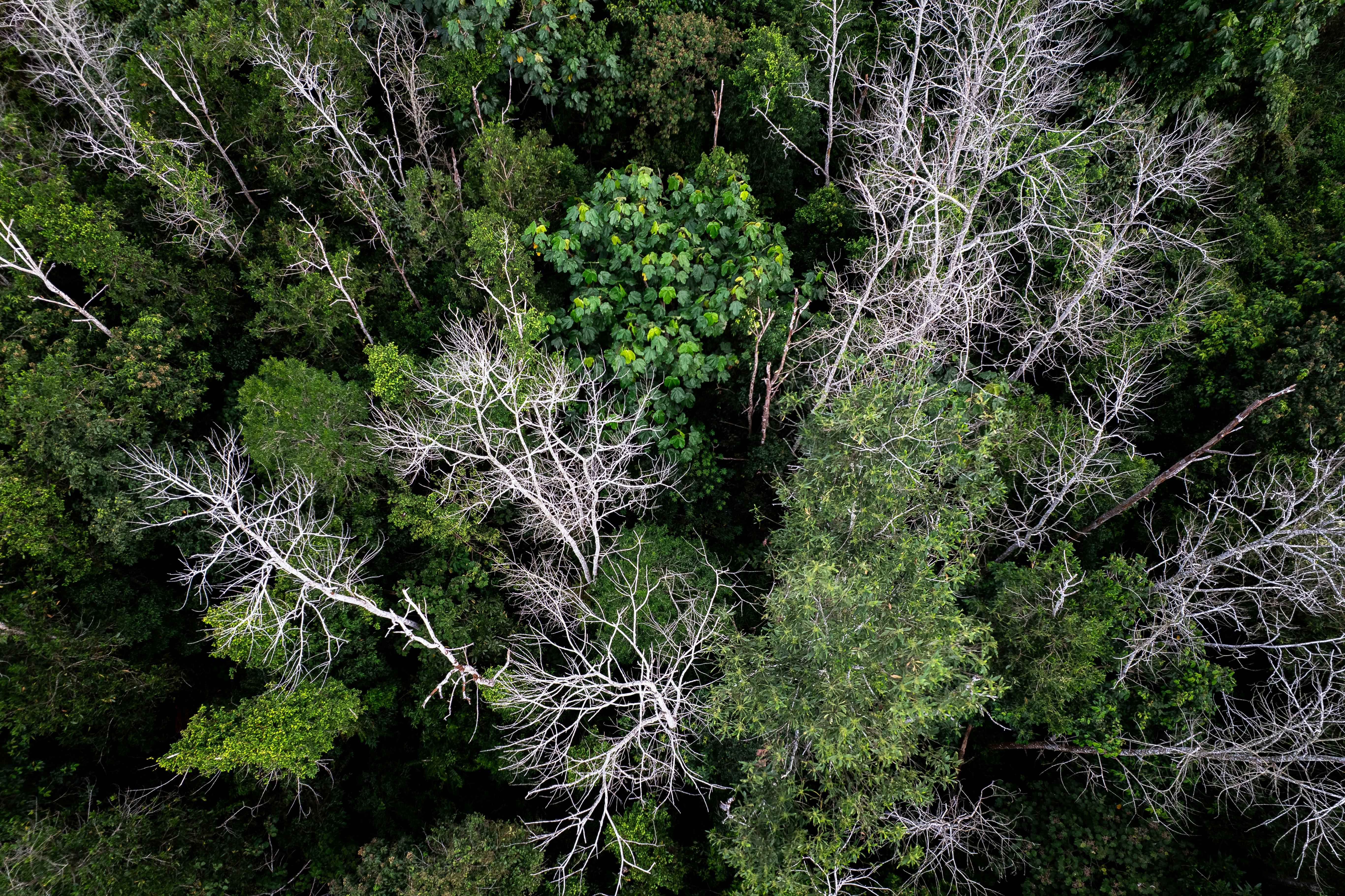 Amazon Alexa Photos, Download The BEST Free Amazon Alexa Stock Photos ...