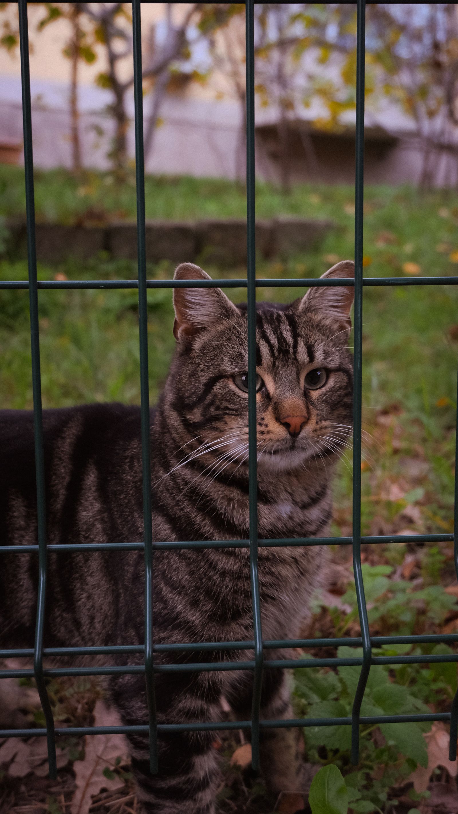 Cat Pfp Photos, Download The BEST Free Cat Pfp Stock Photos & HD Images