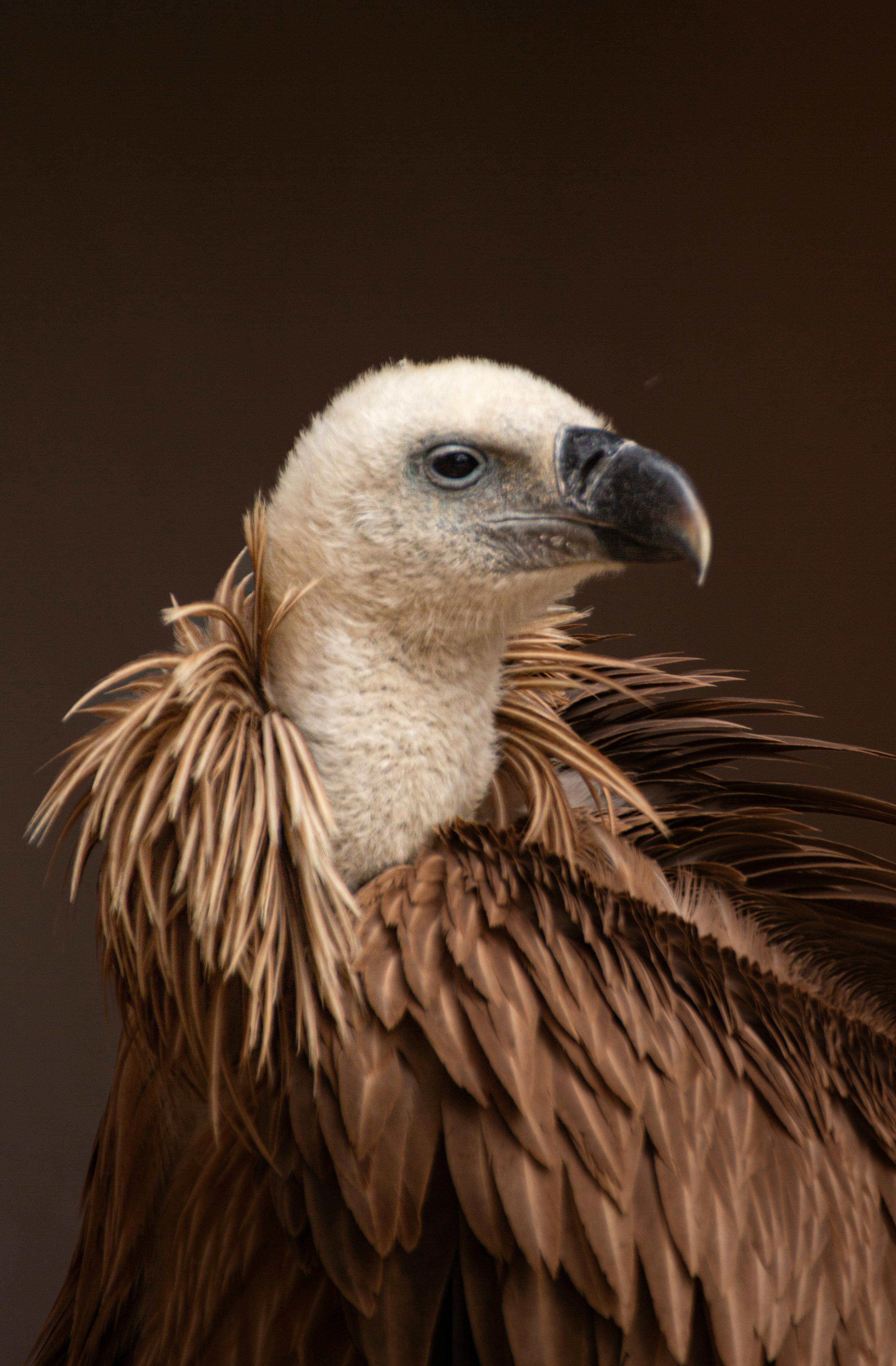 Codeforces+Profile+Photo Photos, Download The BEST Free Codeforces ...