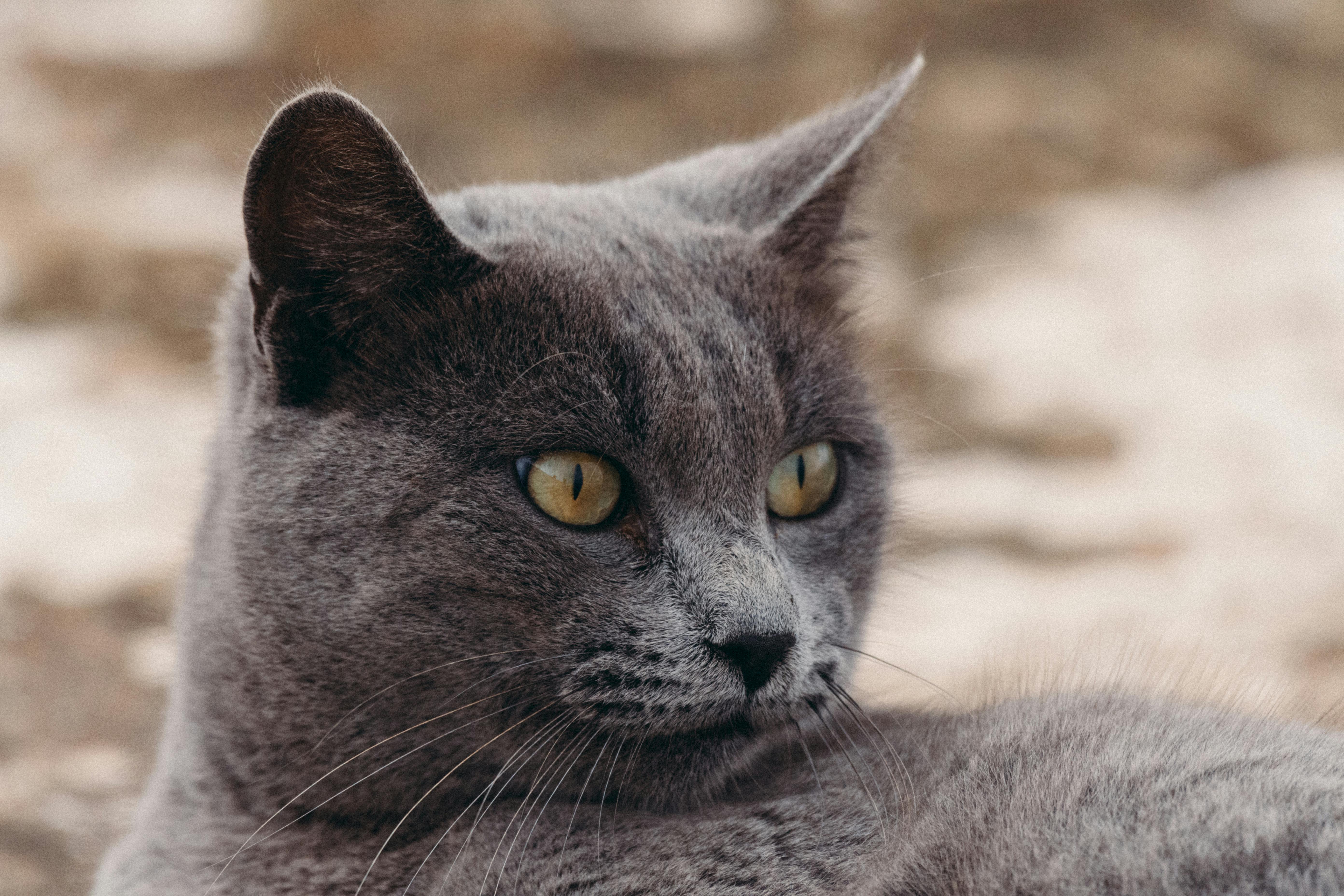 Profil+Botak+Seleksi+Apa? Photos, Download The BEST Free Profil+Botak ...