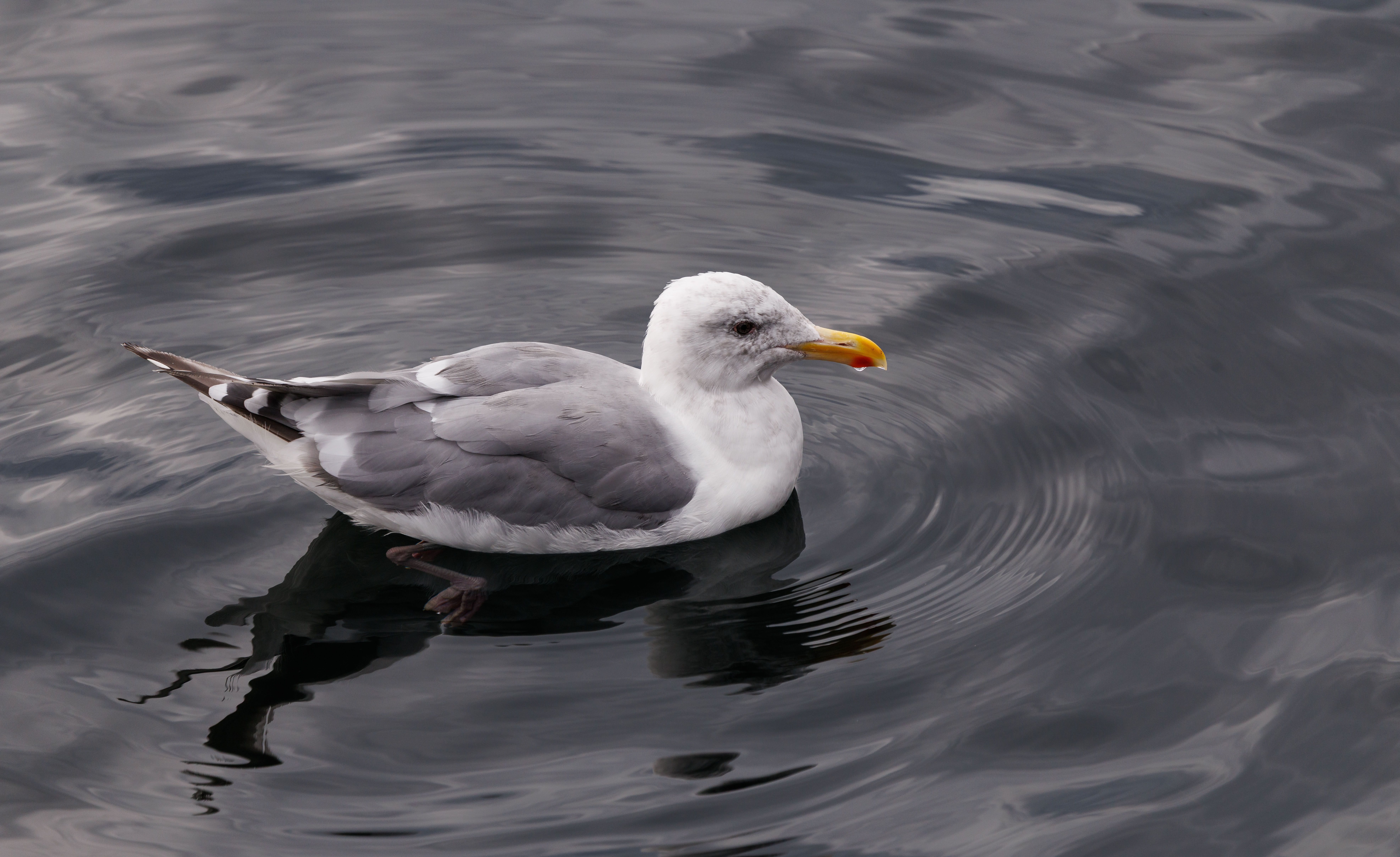 Serene Seagull Floating on Calm Water Surface · Free Stock Photo