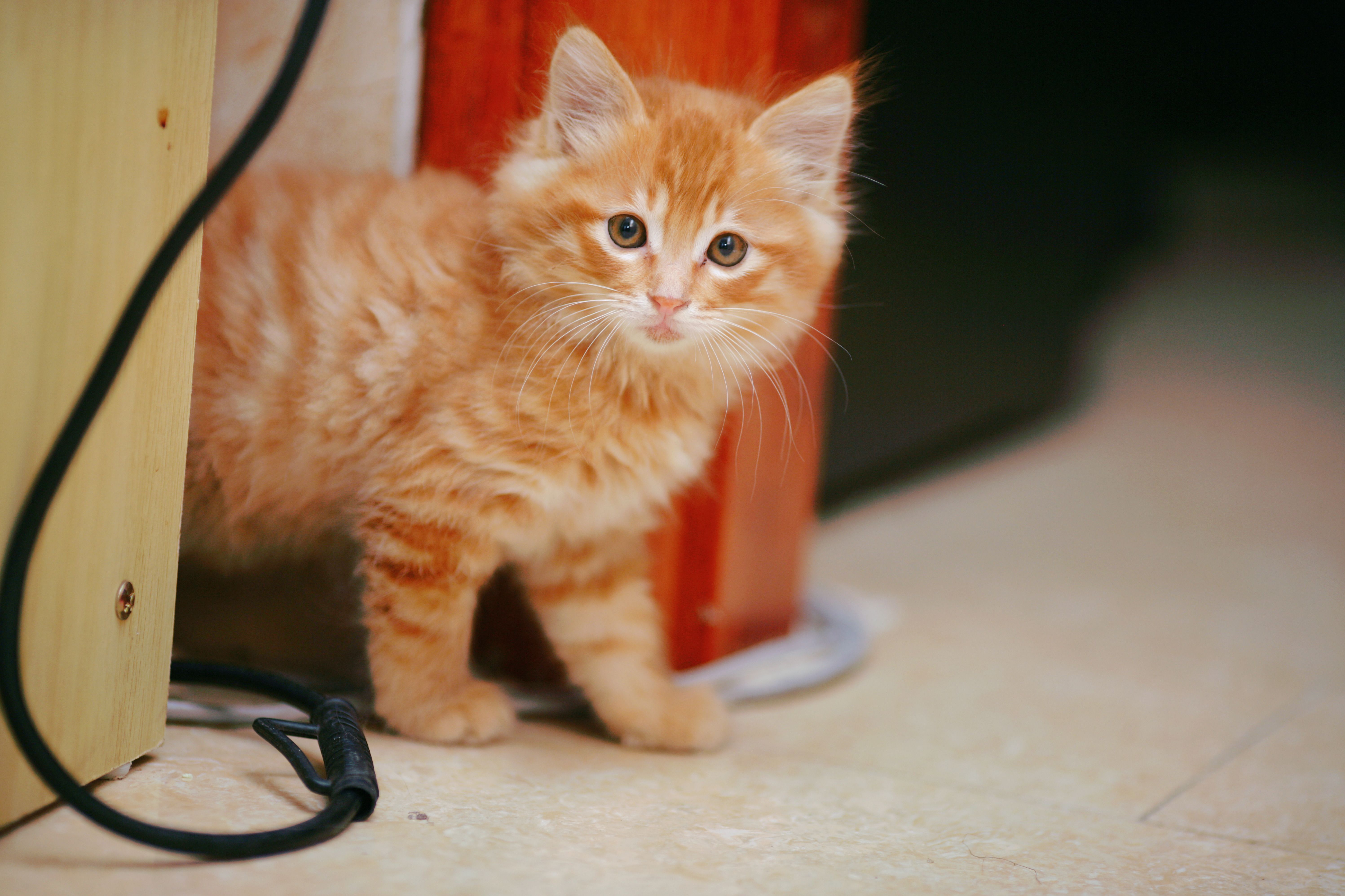 Maxwell The Cat Photos, Download The BEST Free Maxwell The Cat Stock ...