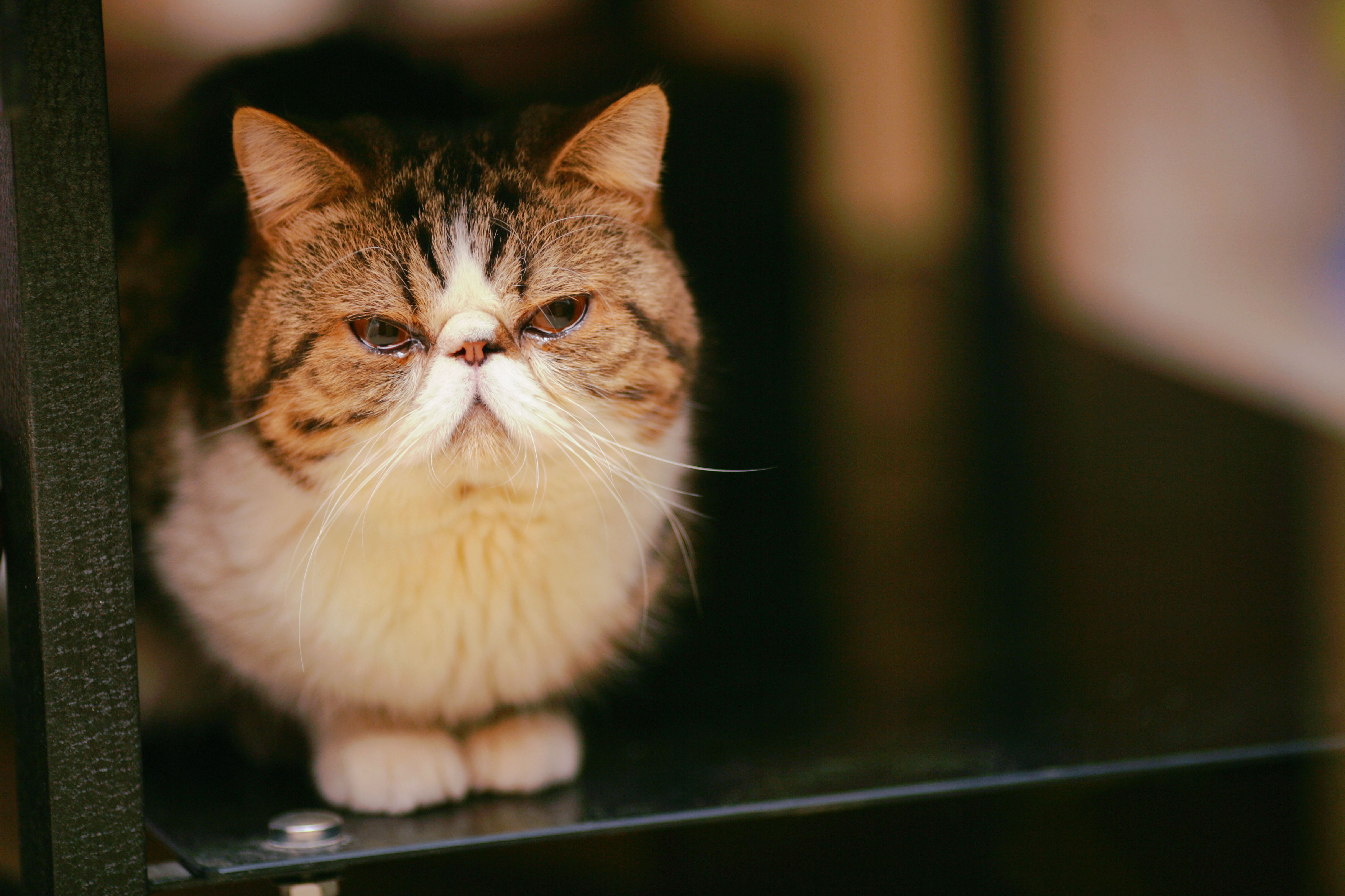Adorable Exotic Shorthair Cat Portrait · Free Stock Photo
