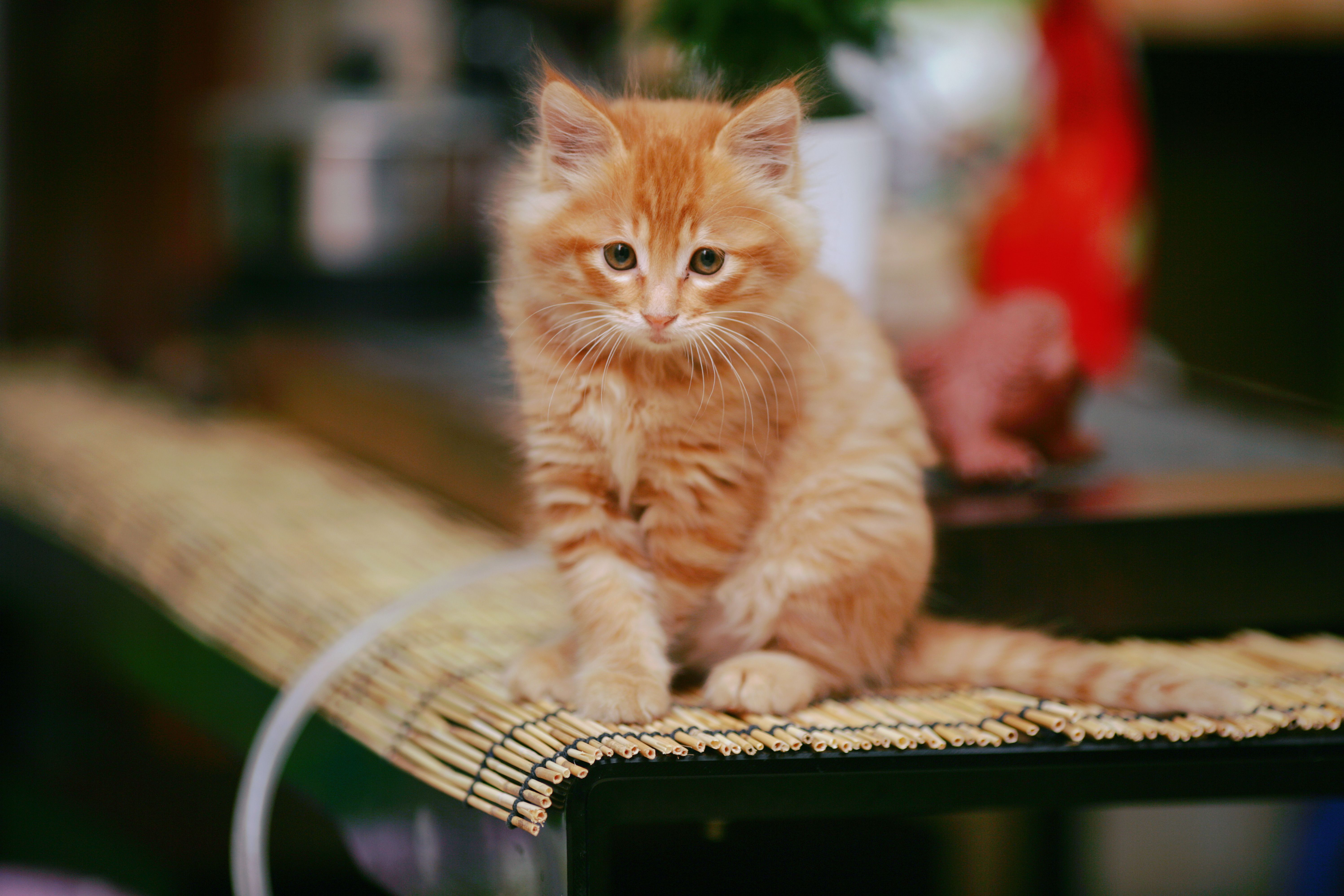 Cute Ginger Kitten Sitting on a Mat Indoors · Free Stock Photo