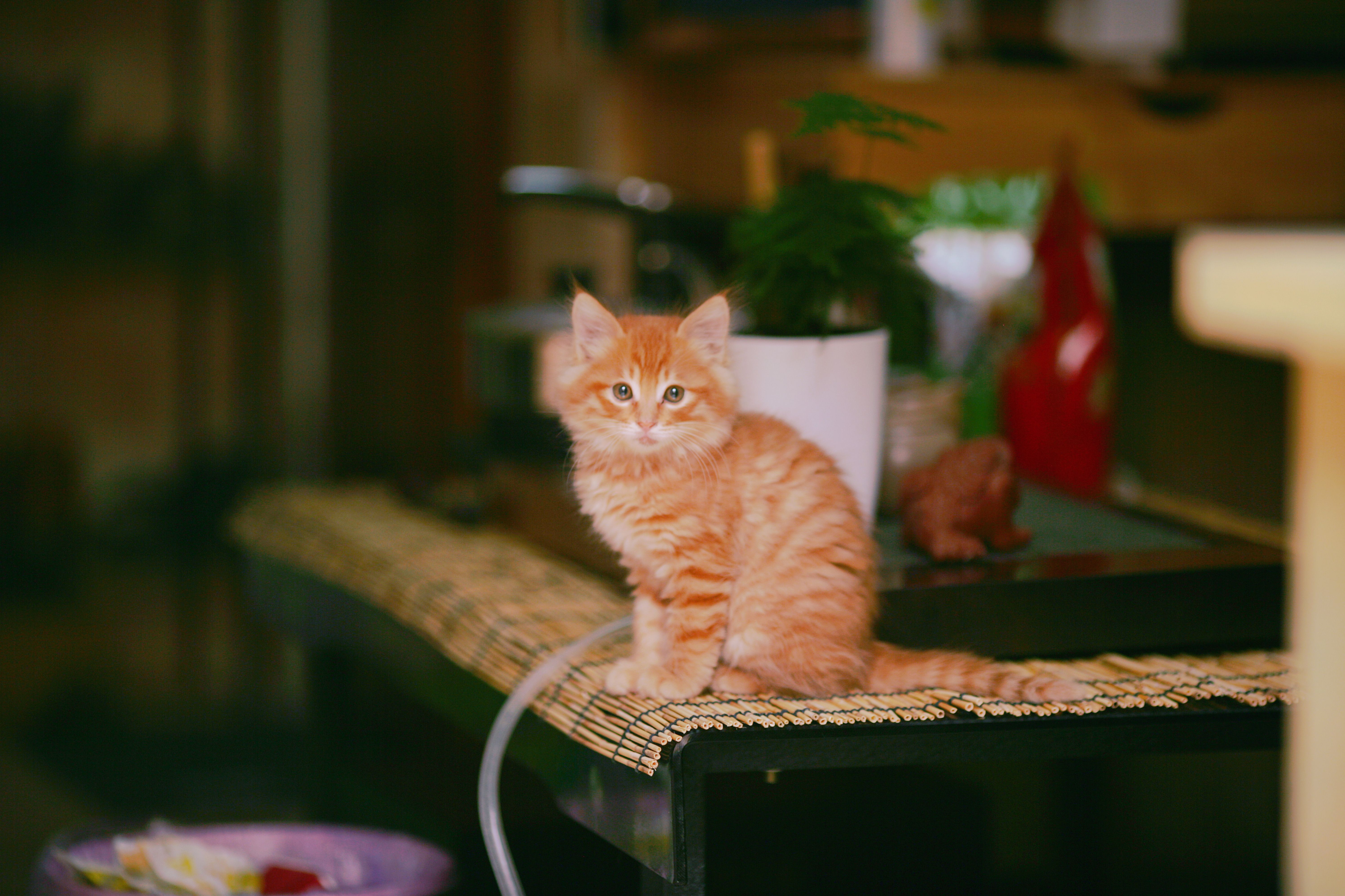 Adorable Ginger Kitten Sitting on Indoor Table · Free Stock Photo
