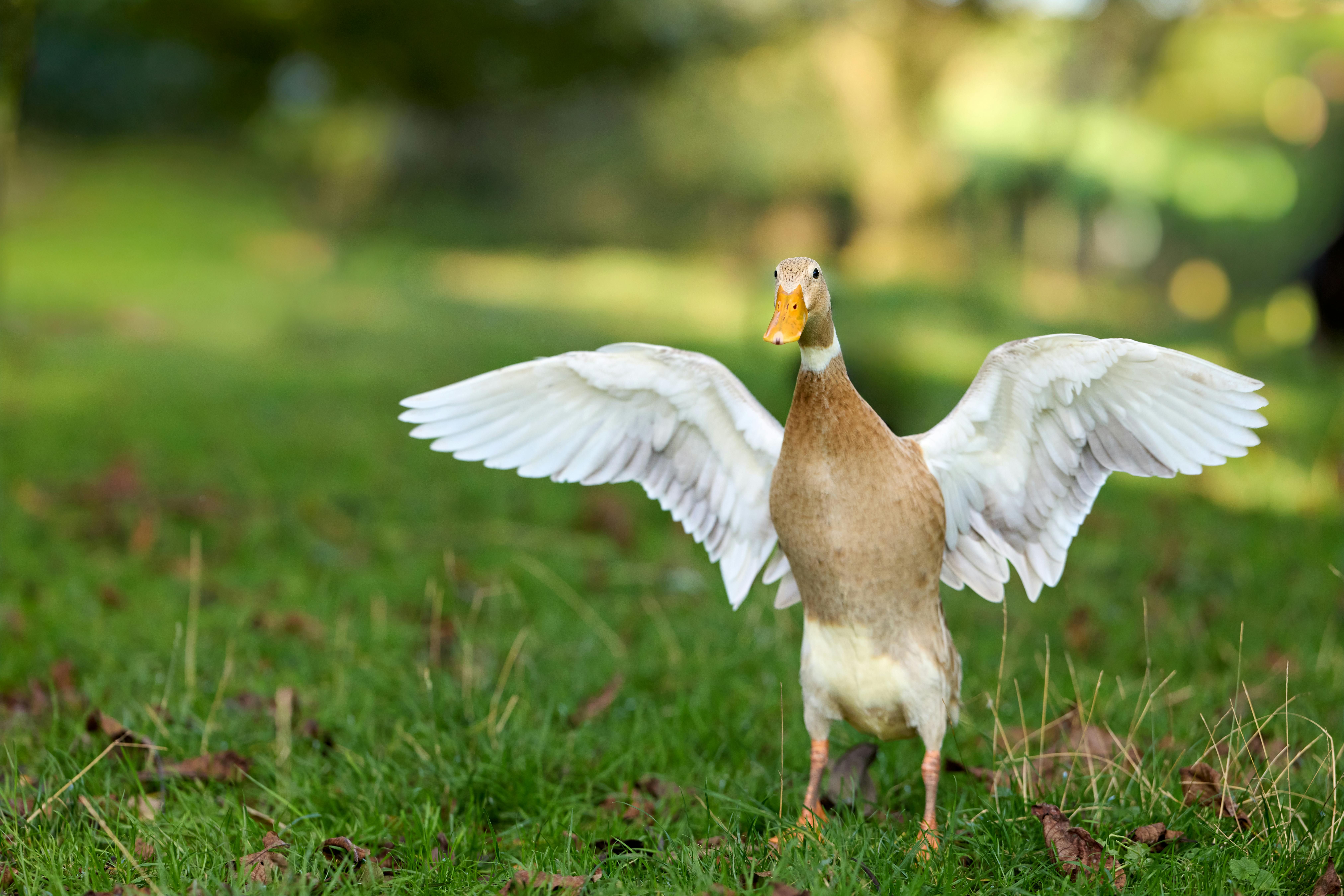 Photopea+(Free+Online) Photos, Download The BEST Free Photopea+(Free ...