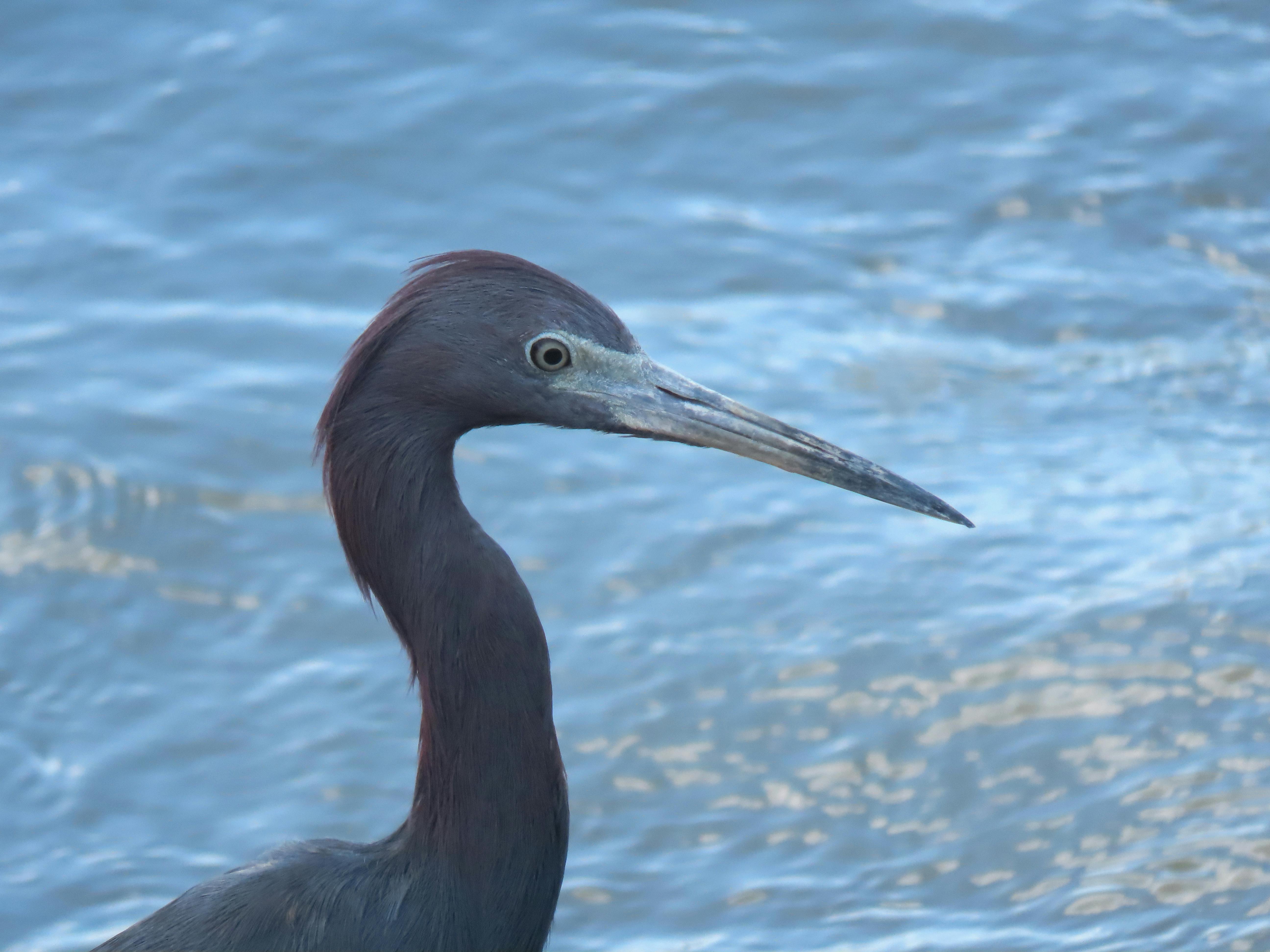 Francesca+Pusceddu+Photos Photos, Download The BEST Free Francesca ...