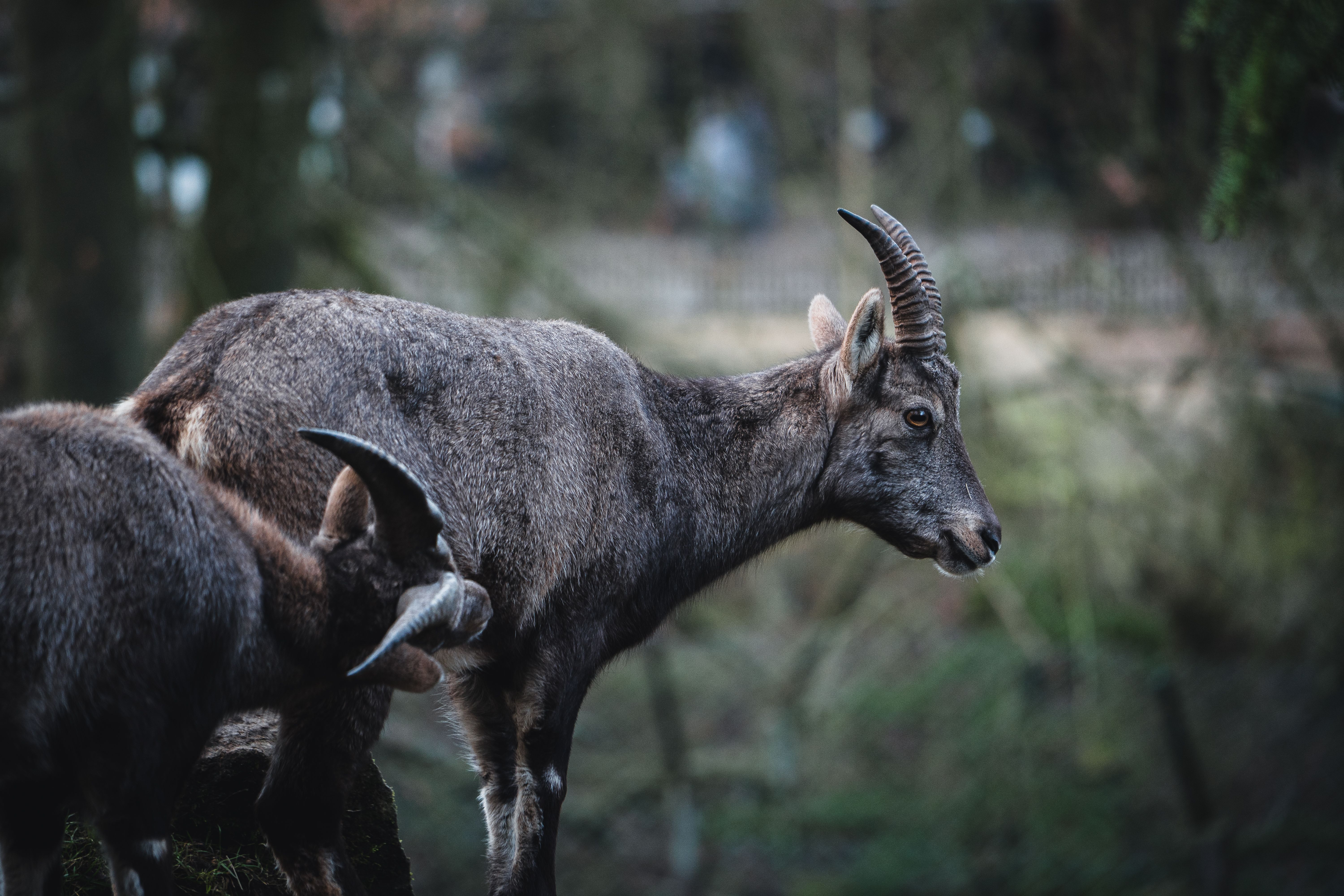 Wild Hemitragus in Natural Habitat · Free Stock Photo