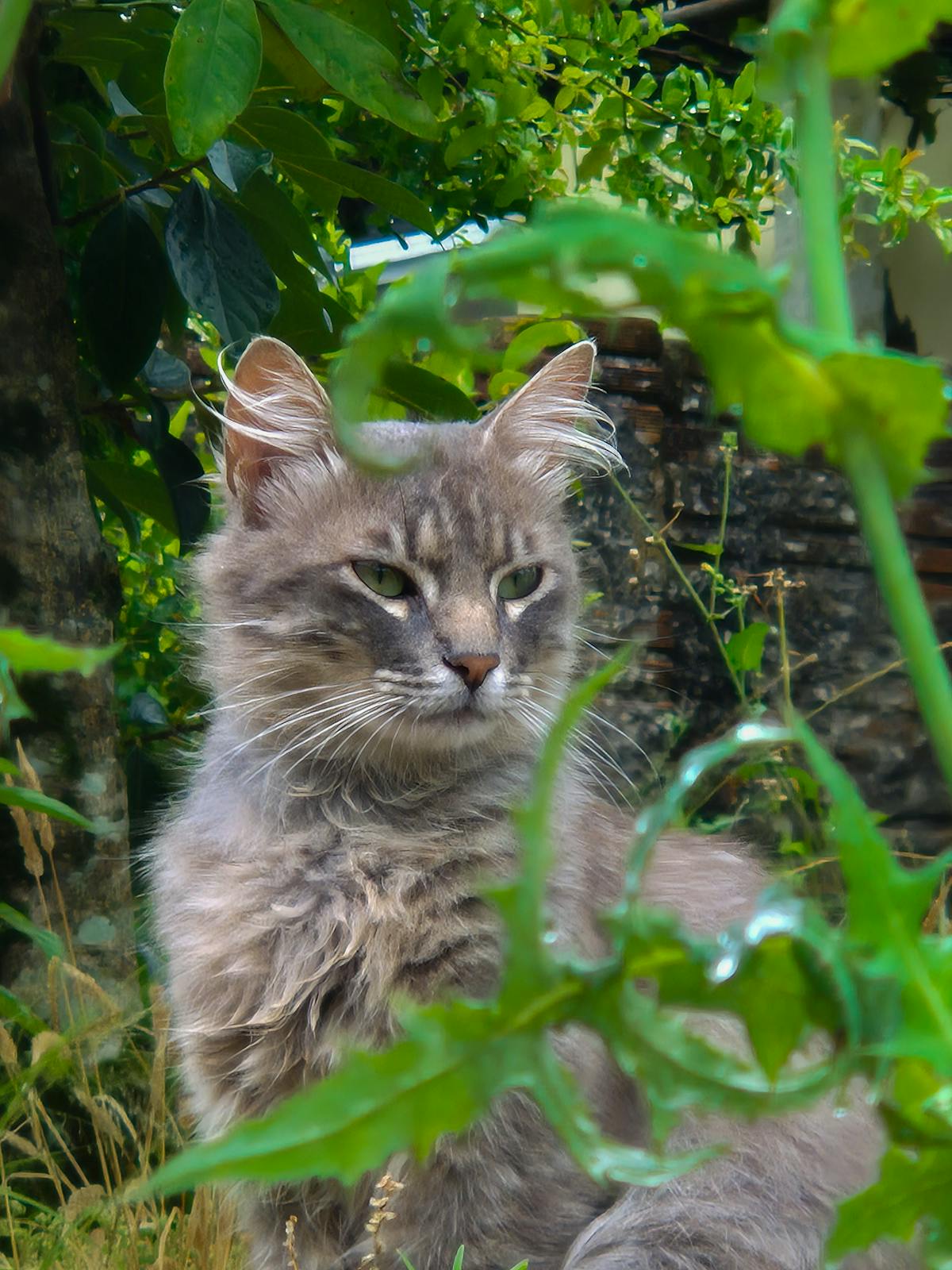 Cat Pfp Photos, Download The BEST Free Cat Pfp Stock Photos & HD Images