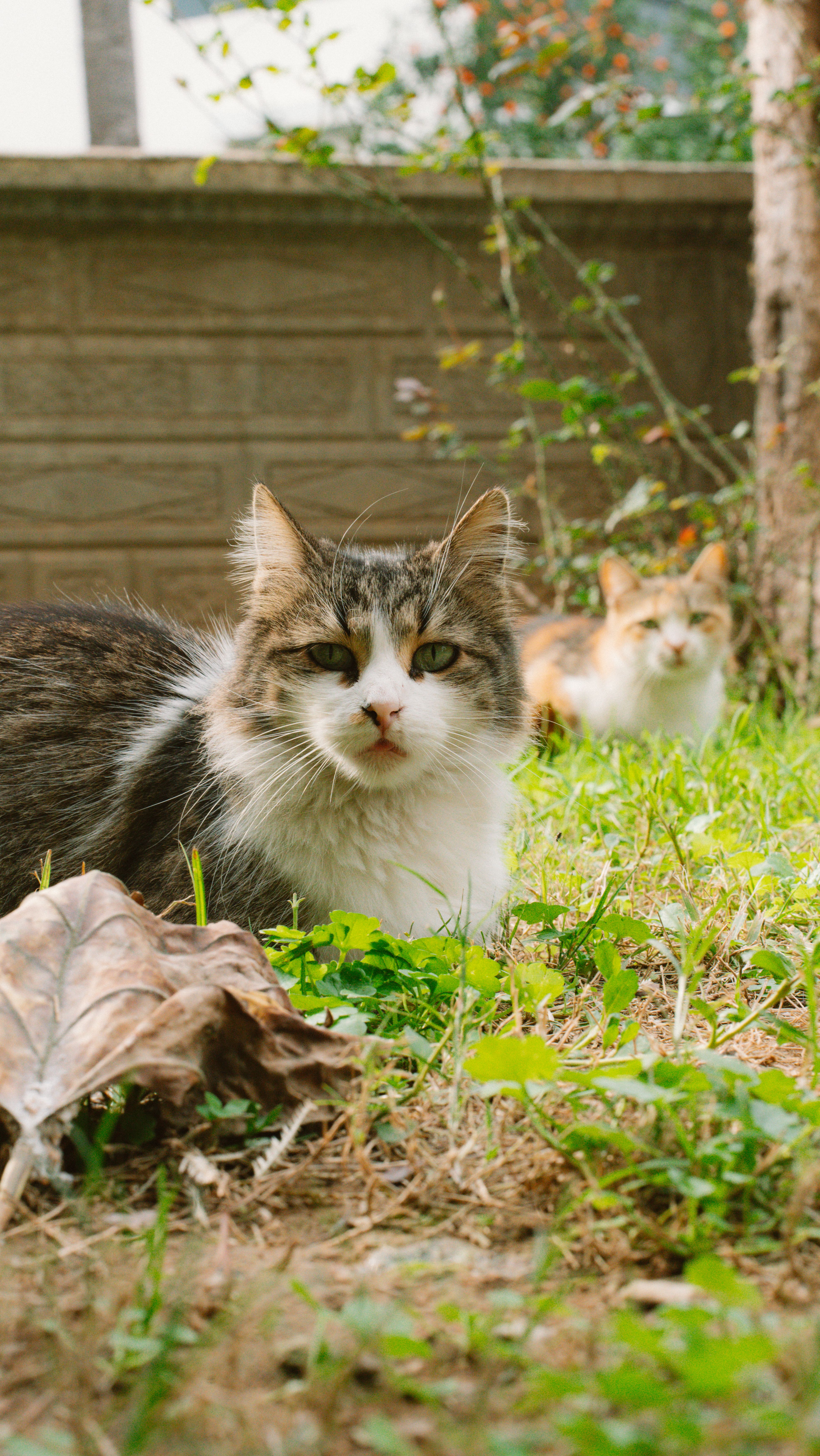 Outdoor Portrait of Feral Cats in Natural Habitat · Free Stock Photo