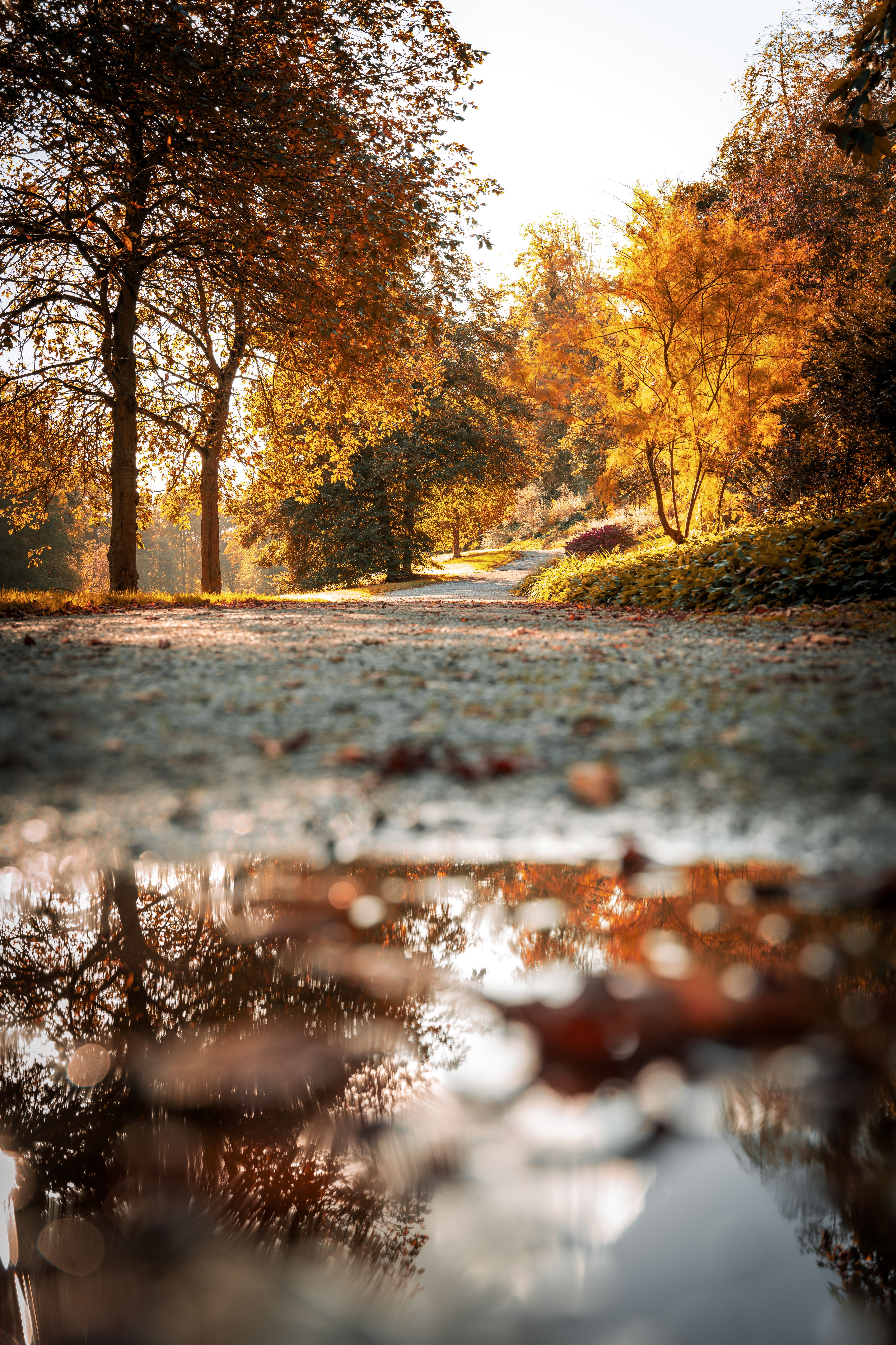 Scenic Autumn Pathway with Reflections · Free Stock Photo