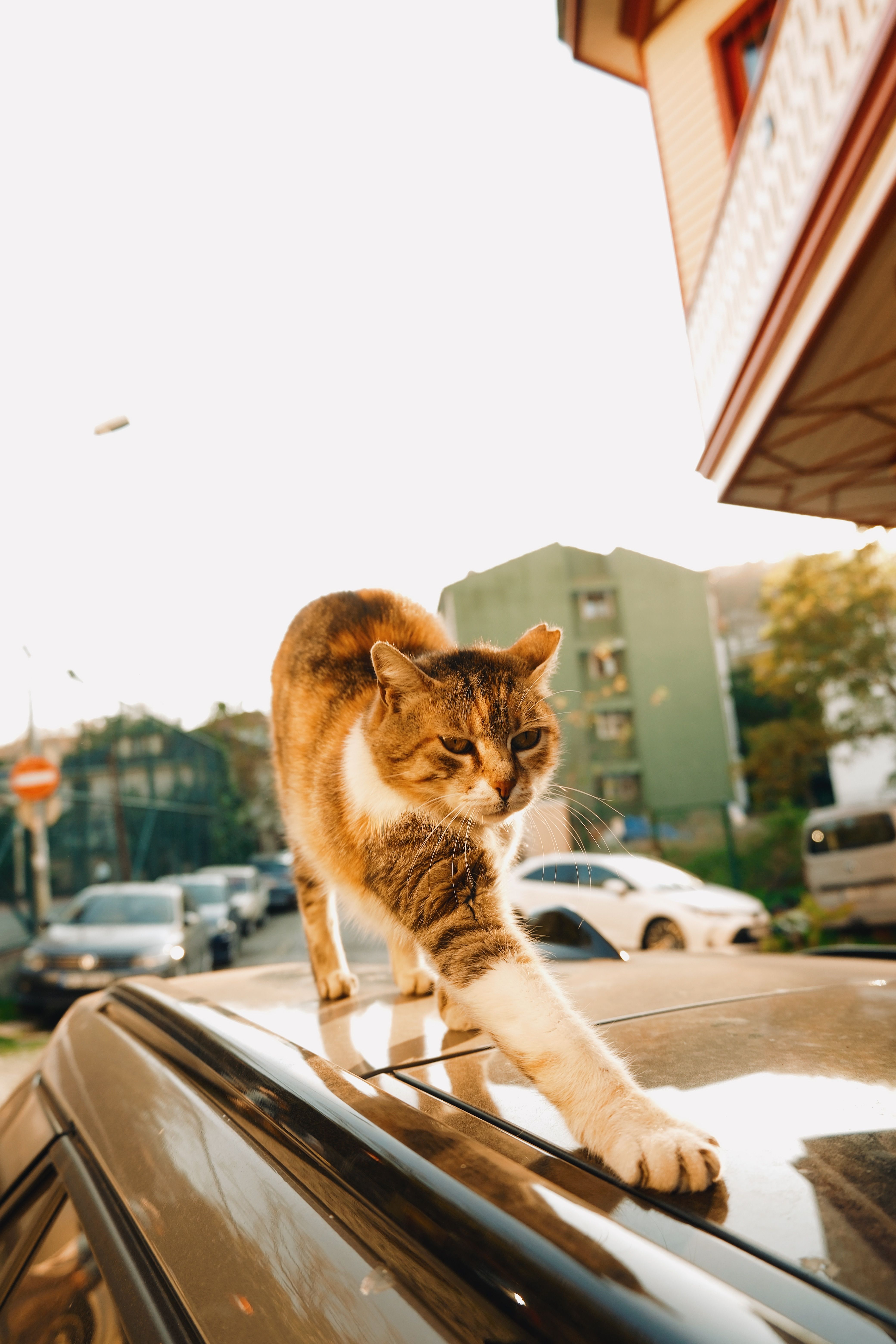 Maxwell The Cat Photos, Download The BEST Free Maxwell The Cat Stock ...