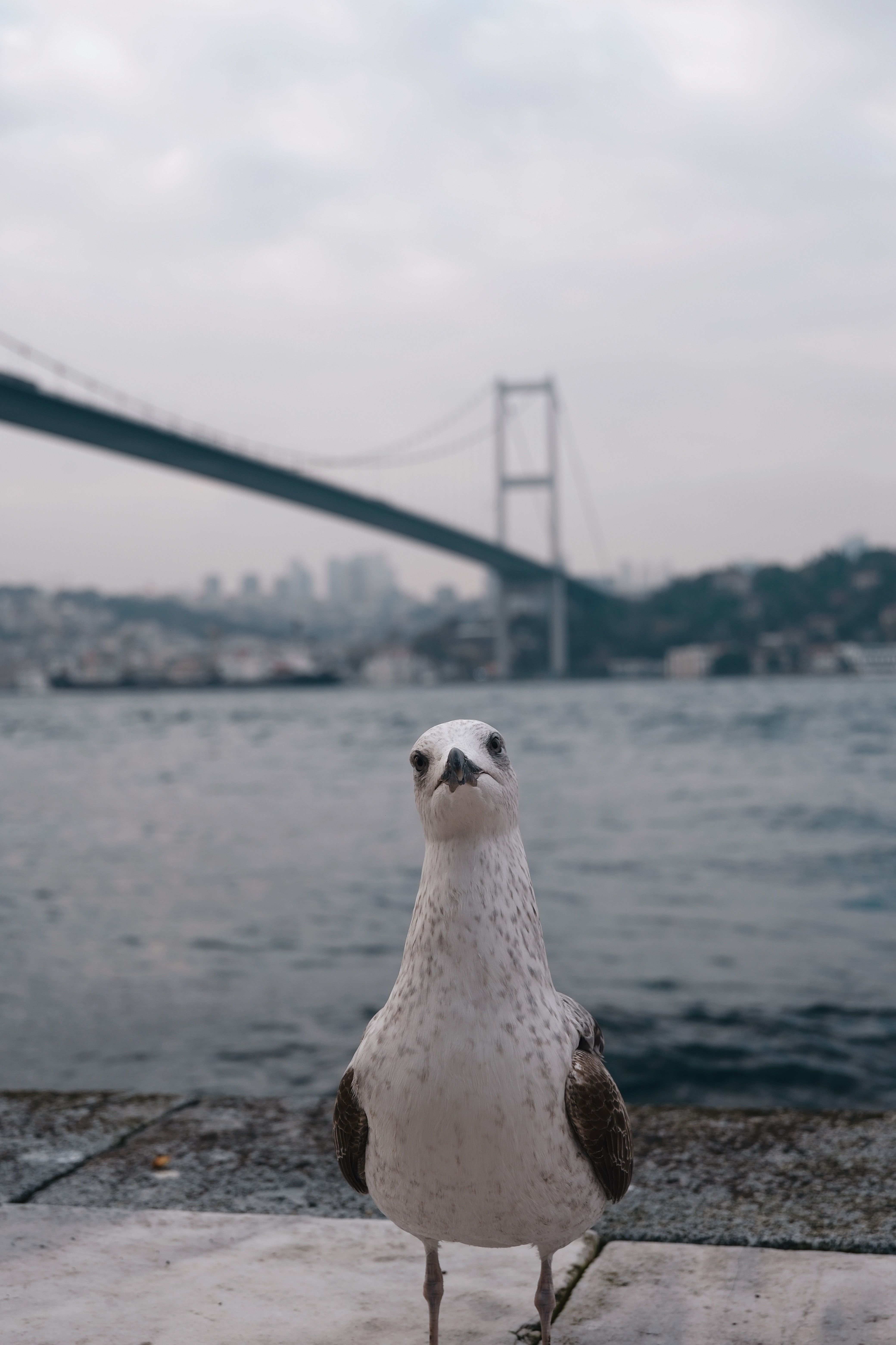 Turkey Animal Photos, Download The BEST Free Turkey Animal Stock Photos ...
