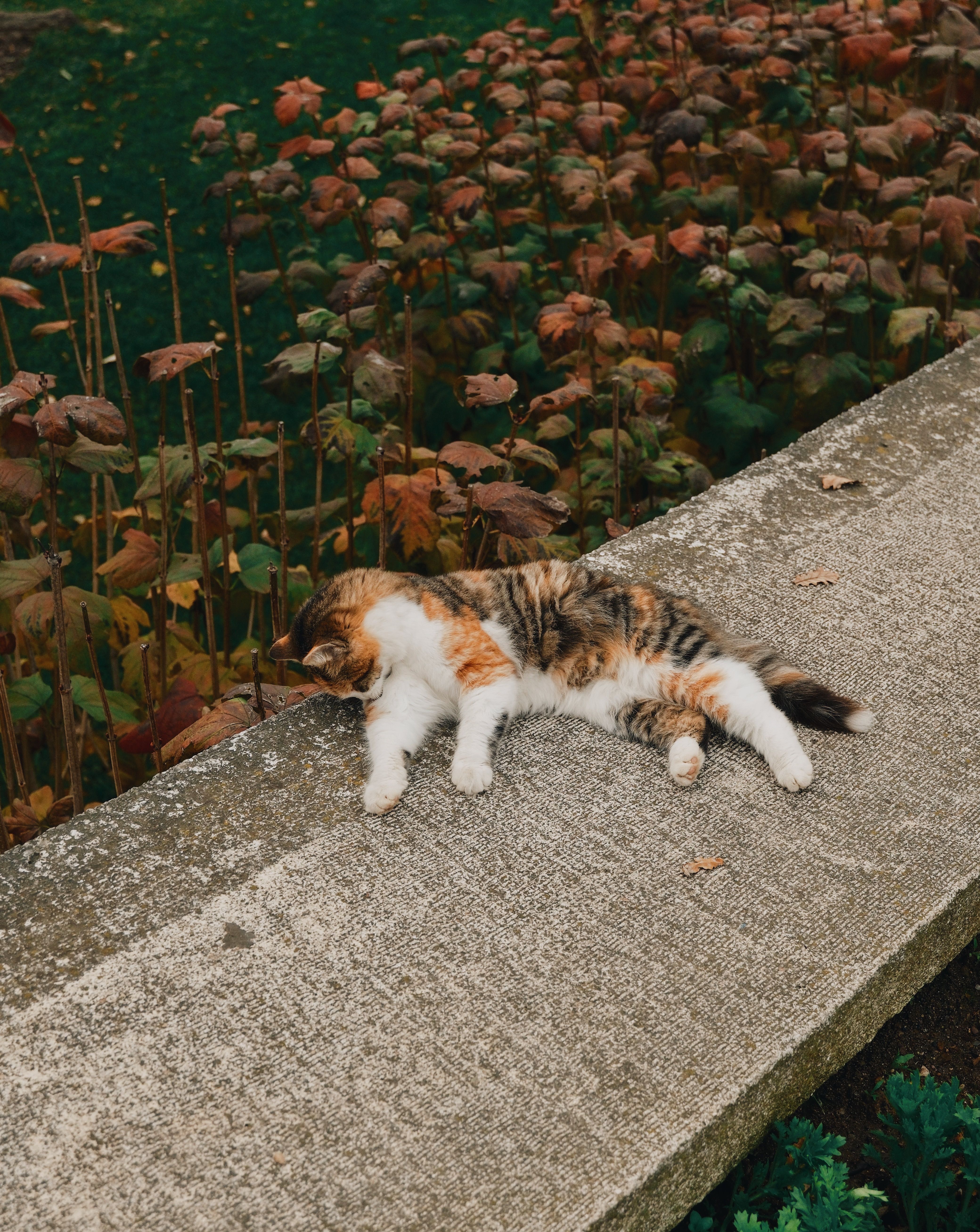 Maxwell The Cat Photos, Download The BEST Free Maxwell The Cat Stock ...