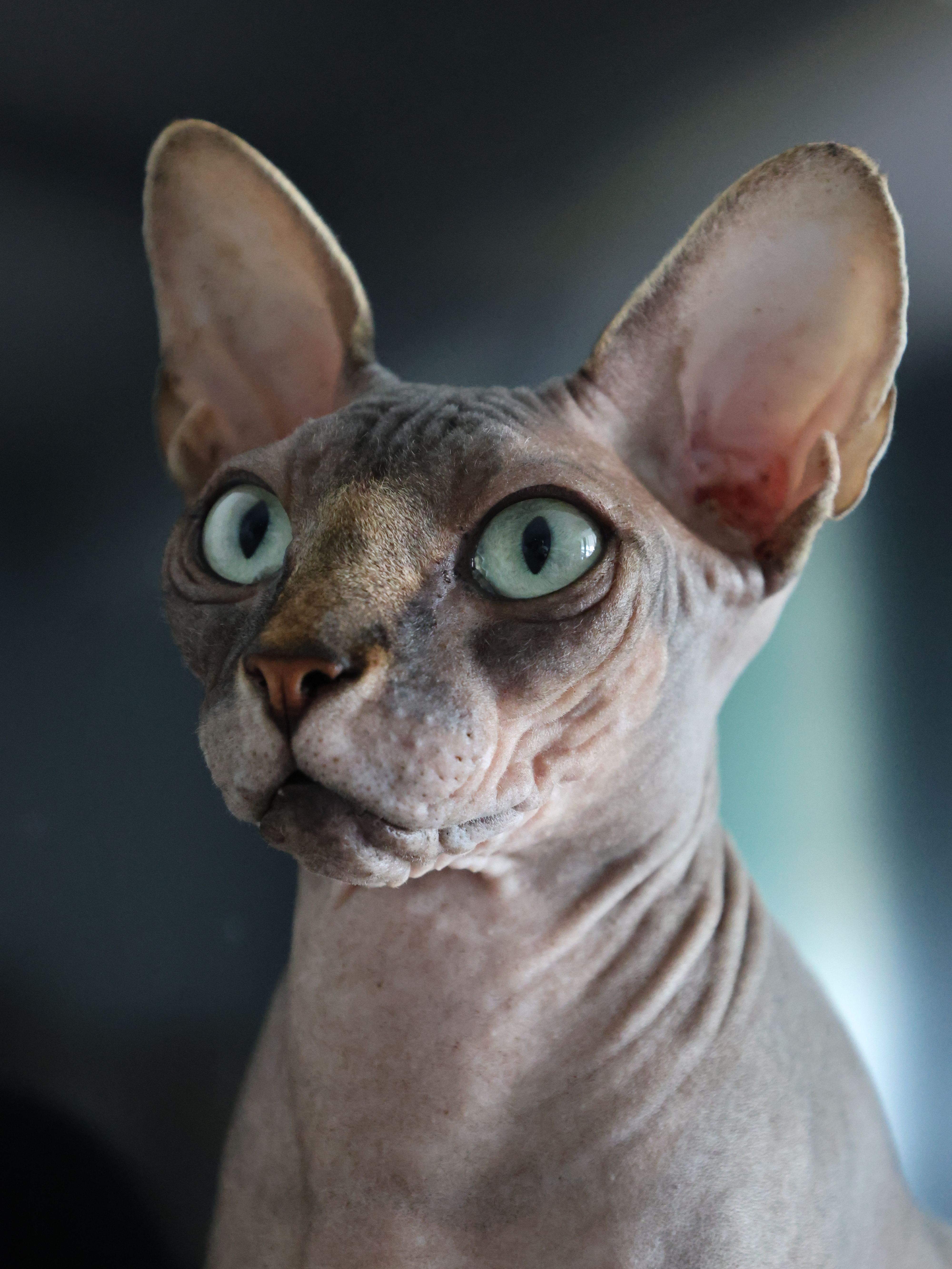 55.421+ Fotos y Imágenes de Gato calvo Gratis · Banco de Fotos Gratis
