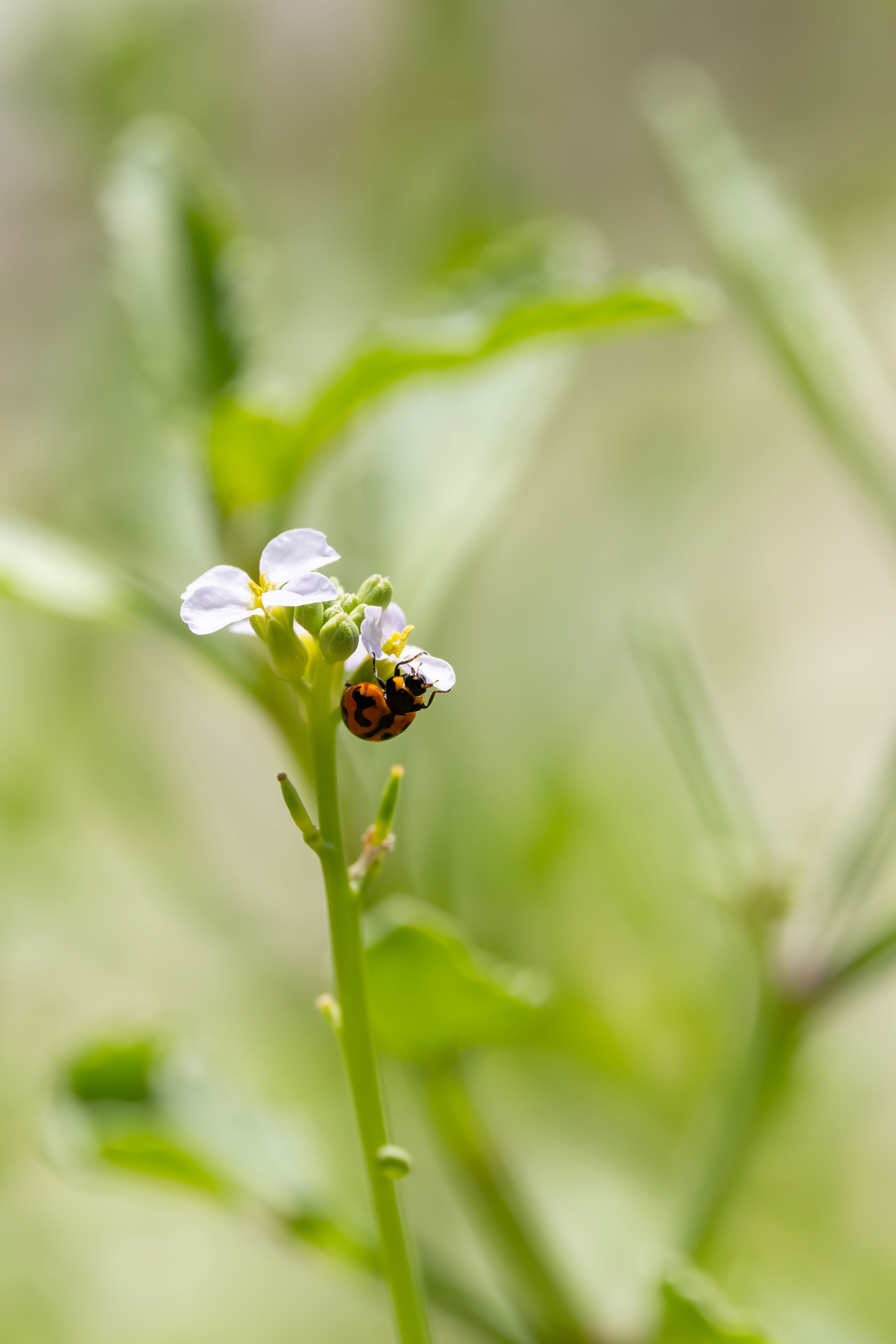 Close-up of Ladybug on Wildflower in New South Wales · Free Stock Photo