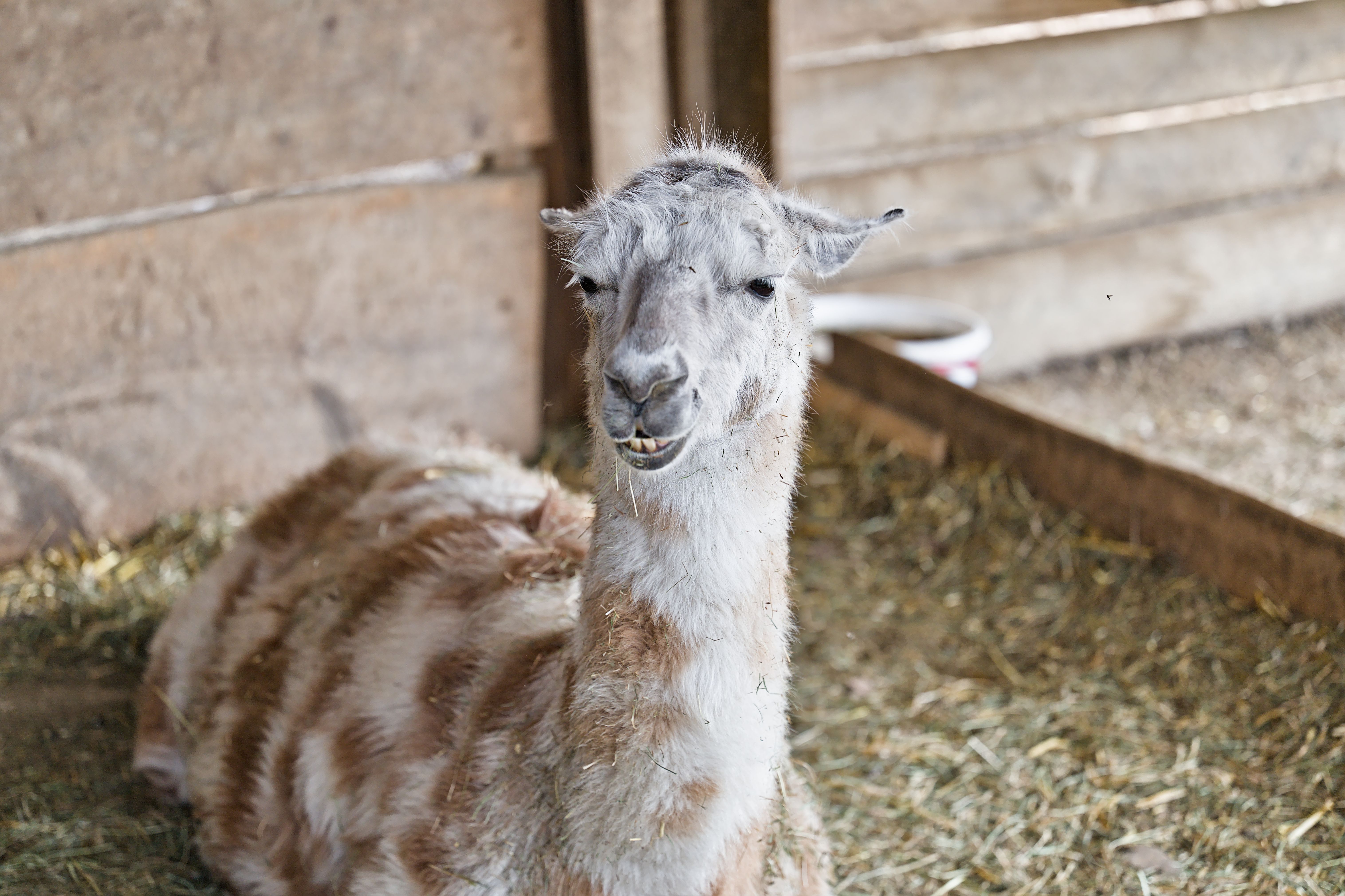 Portrait of a Relaxing Llama in Barn Setting · Free Stock Photo