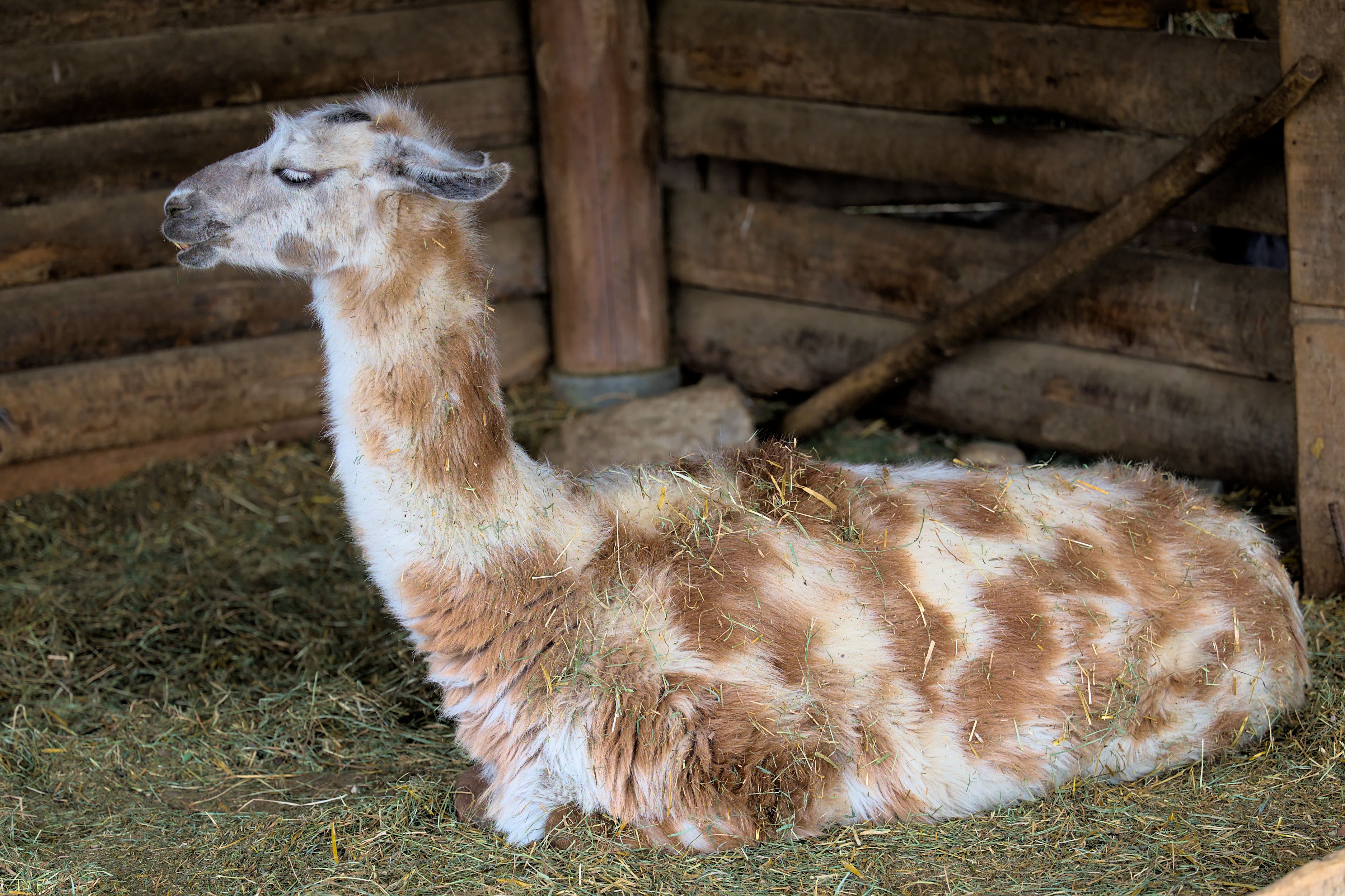 Resting Llama in Wooden Enclosure · Free Stock Photo