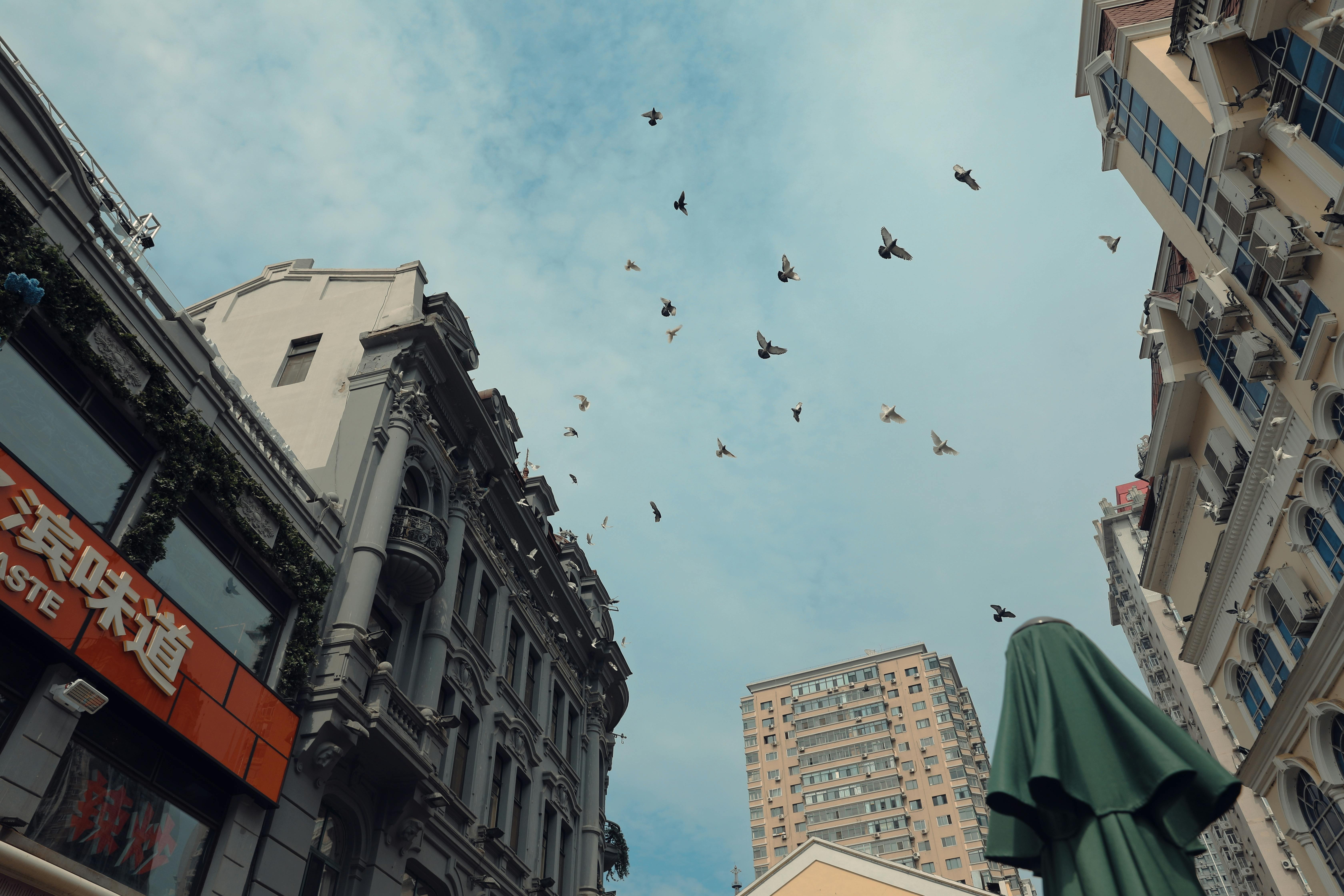 Escena Urbana Con Pájaros Volando Y Arquitectura Histórica · Foto de ...