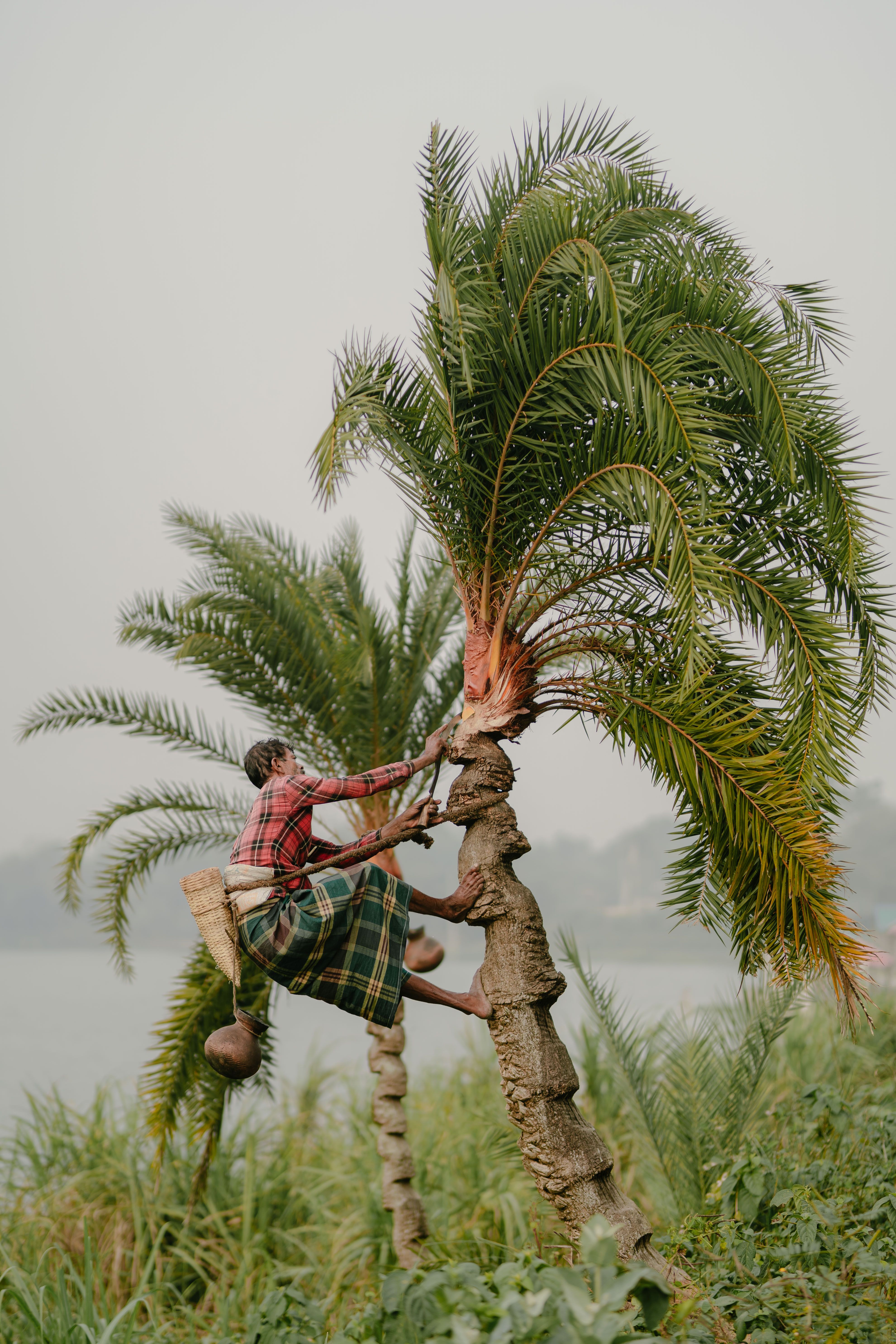 Traditional Climber Harvesting Palm Tree Sap · Free Stock Photo