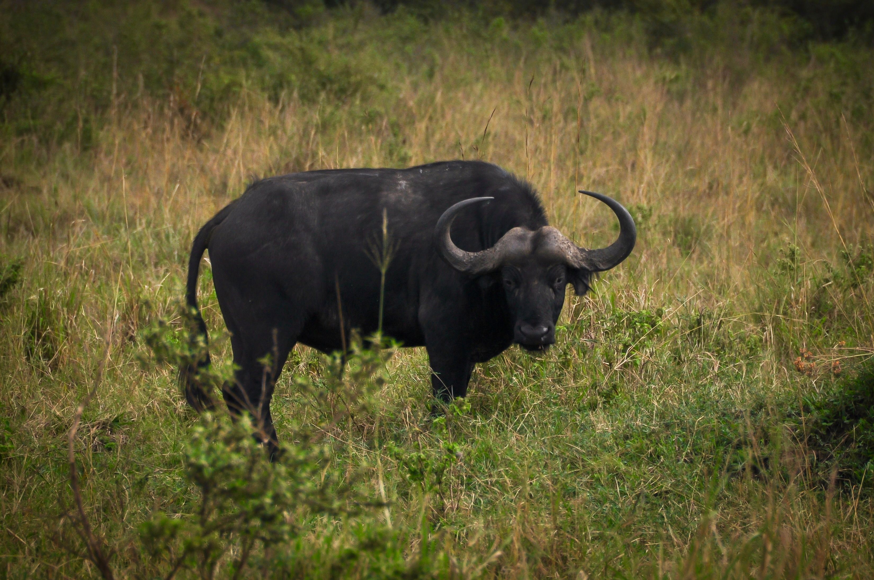 Photo of a Carabao · Free Stock Photo