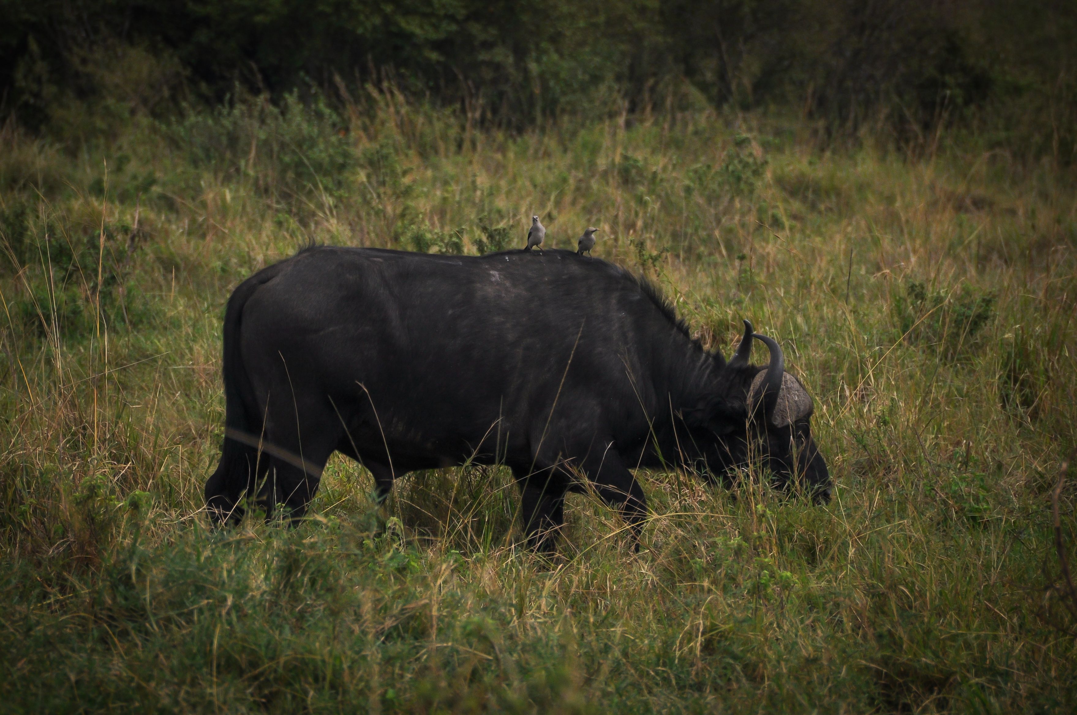 African Buffalo Grazing in Natural Habitat · Free Stock Photo