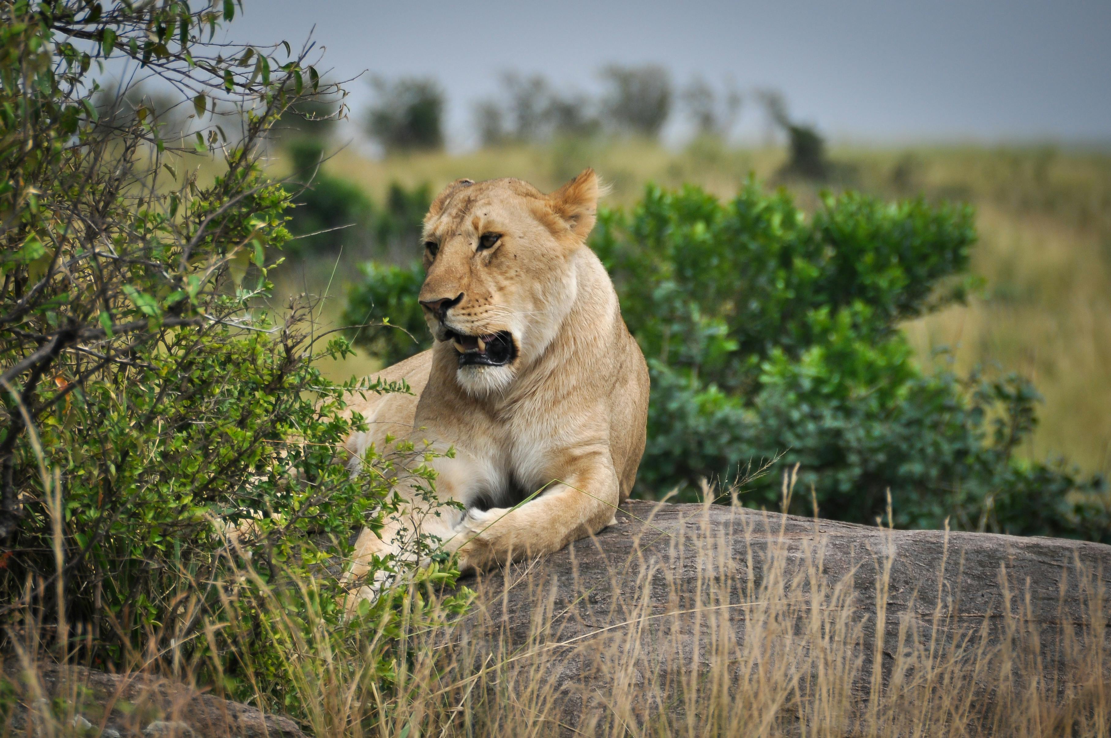 Free+Fire+Mnoad Photos, Download The BEST Free Free+Fire+Mnoad Stock ...