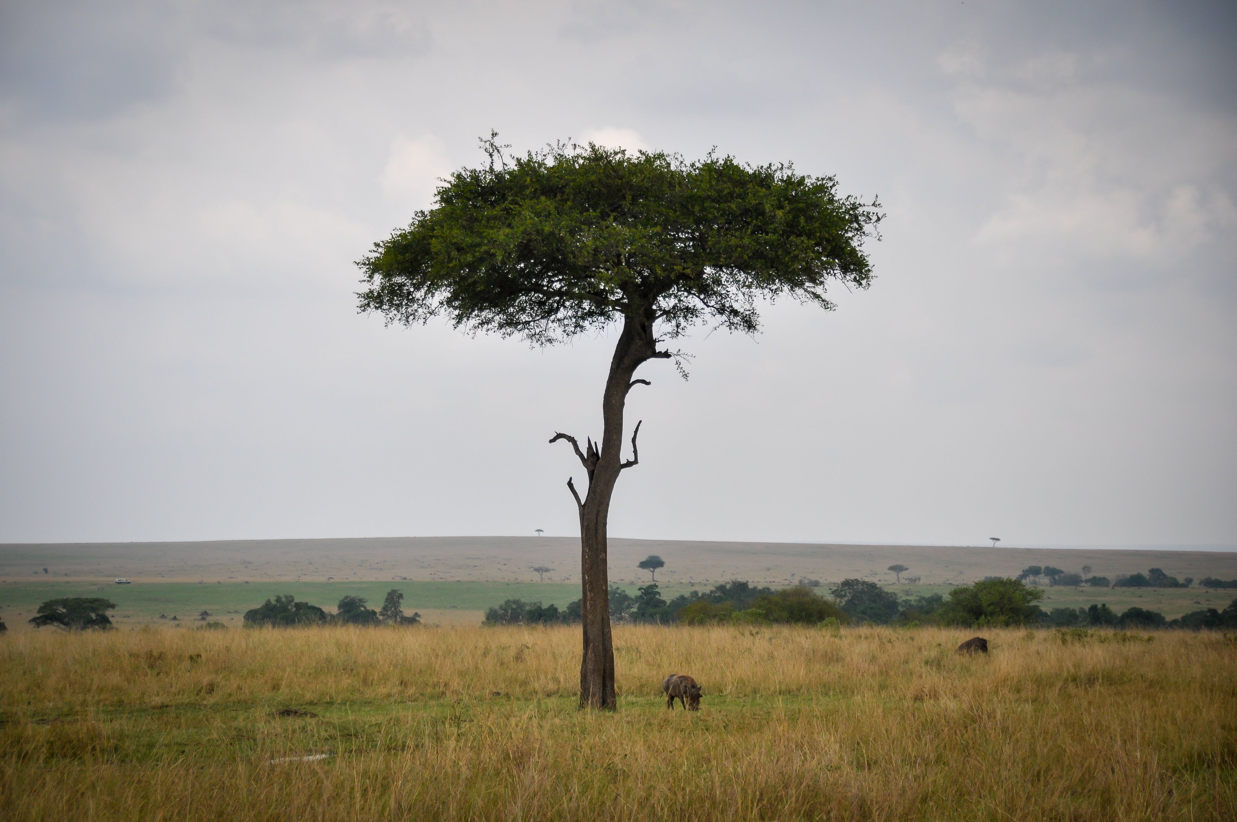 Árbol Solitario En Un Paisaje De Sabana Africana · Foto de stock gratuita