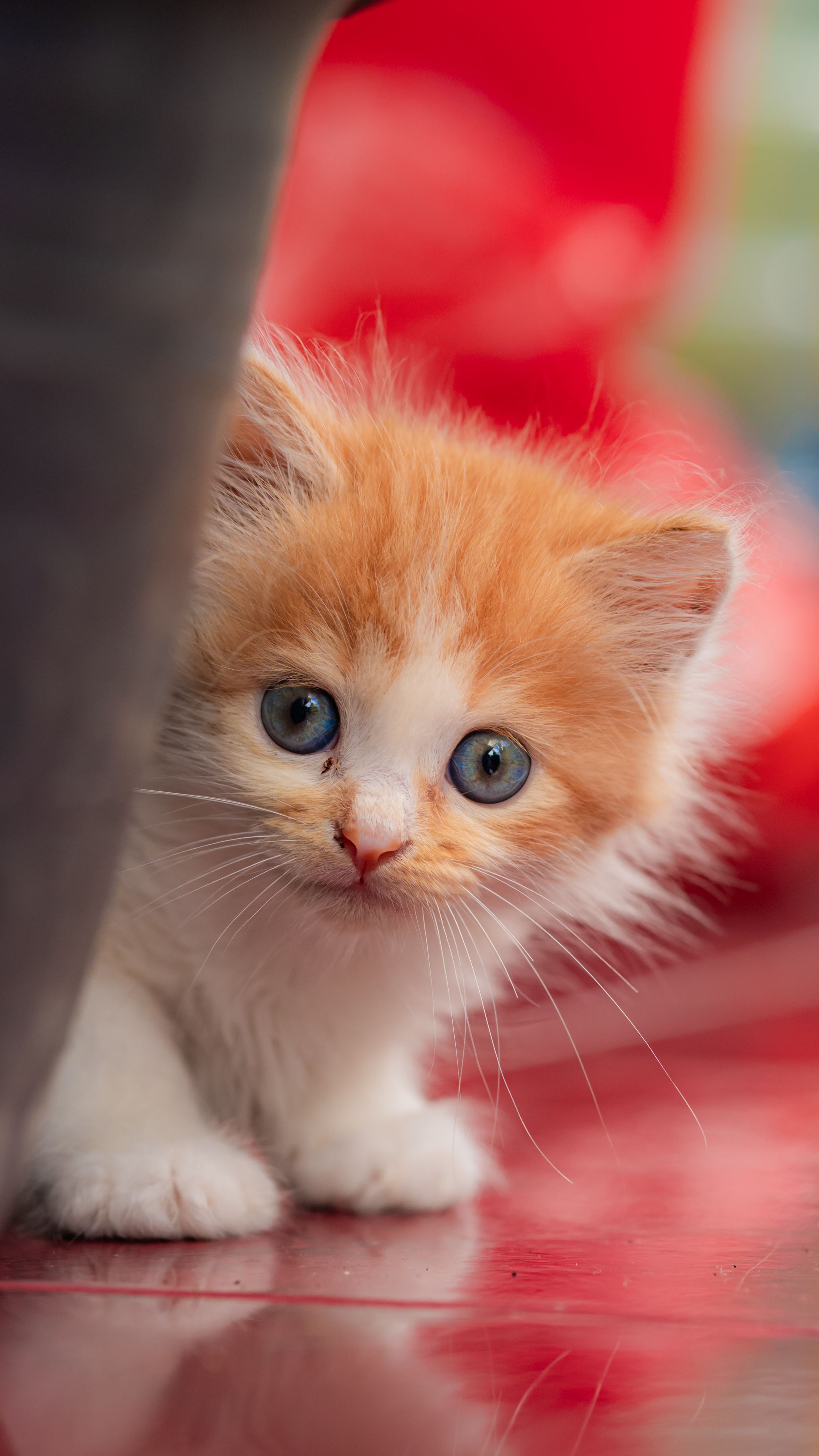 Adorable Portrait De Chaton Orange Et Blanc Tout Duveteux · Photo gratuite