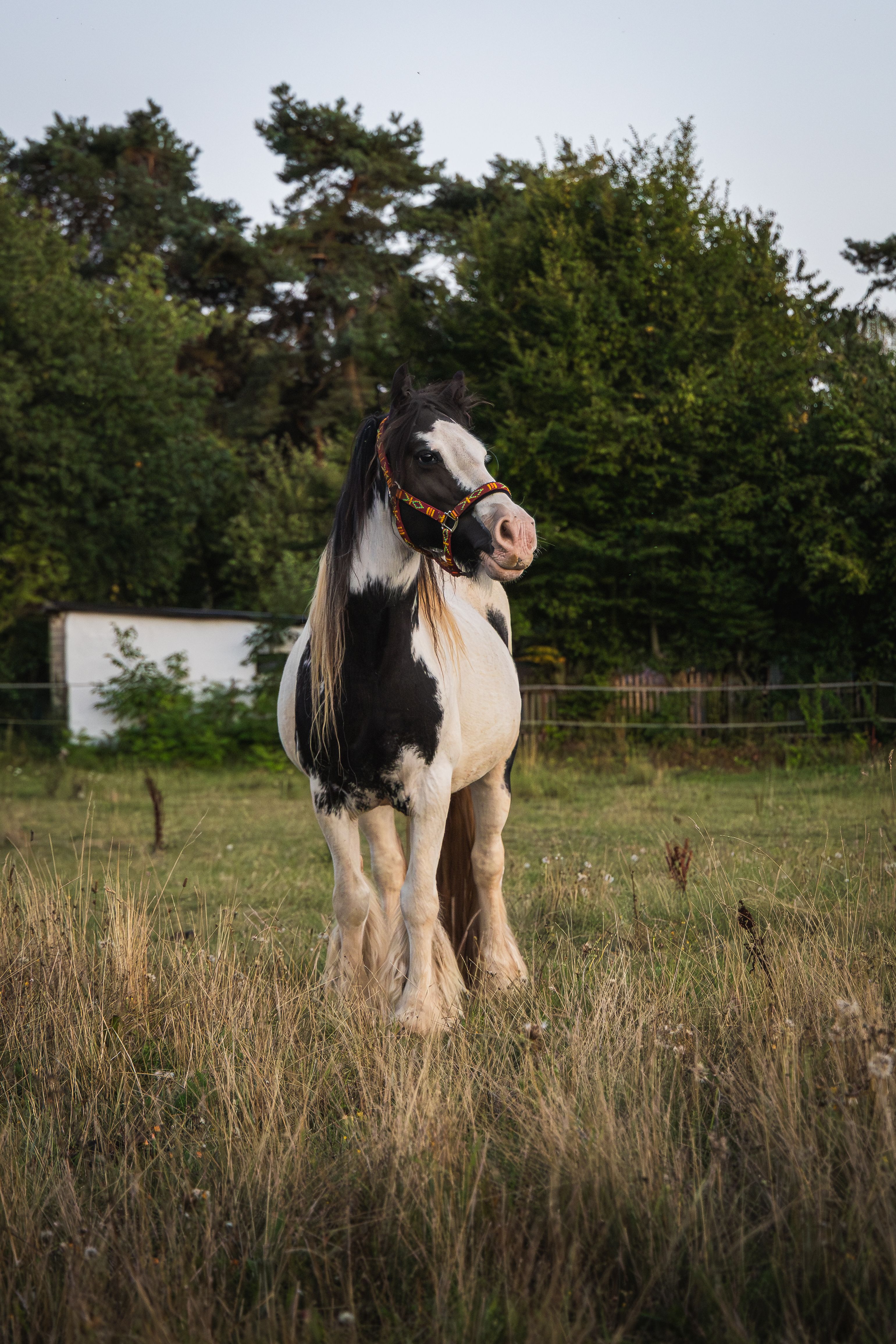 Arabin Horse Photos, Download The BEST Free Arabin Horse Stock Photos ...