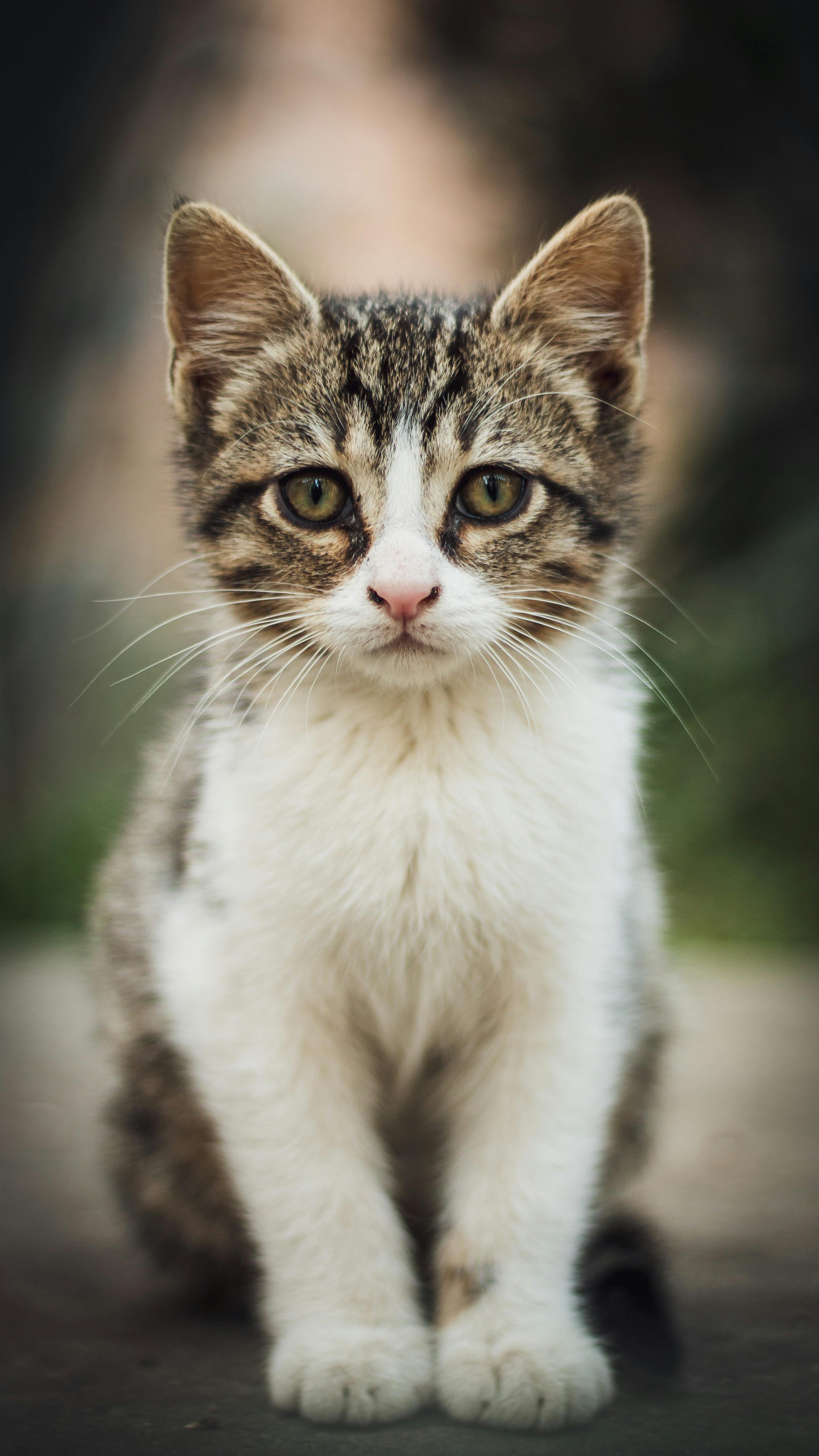 Cute Pets Photos, Download The BEST Free Cute Pets Stock Photos & HD Images