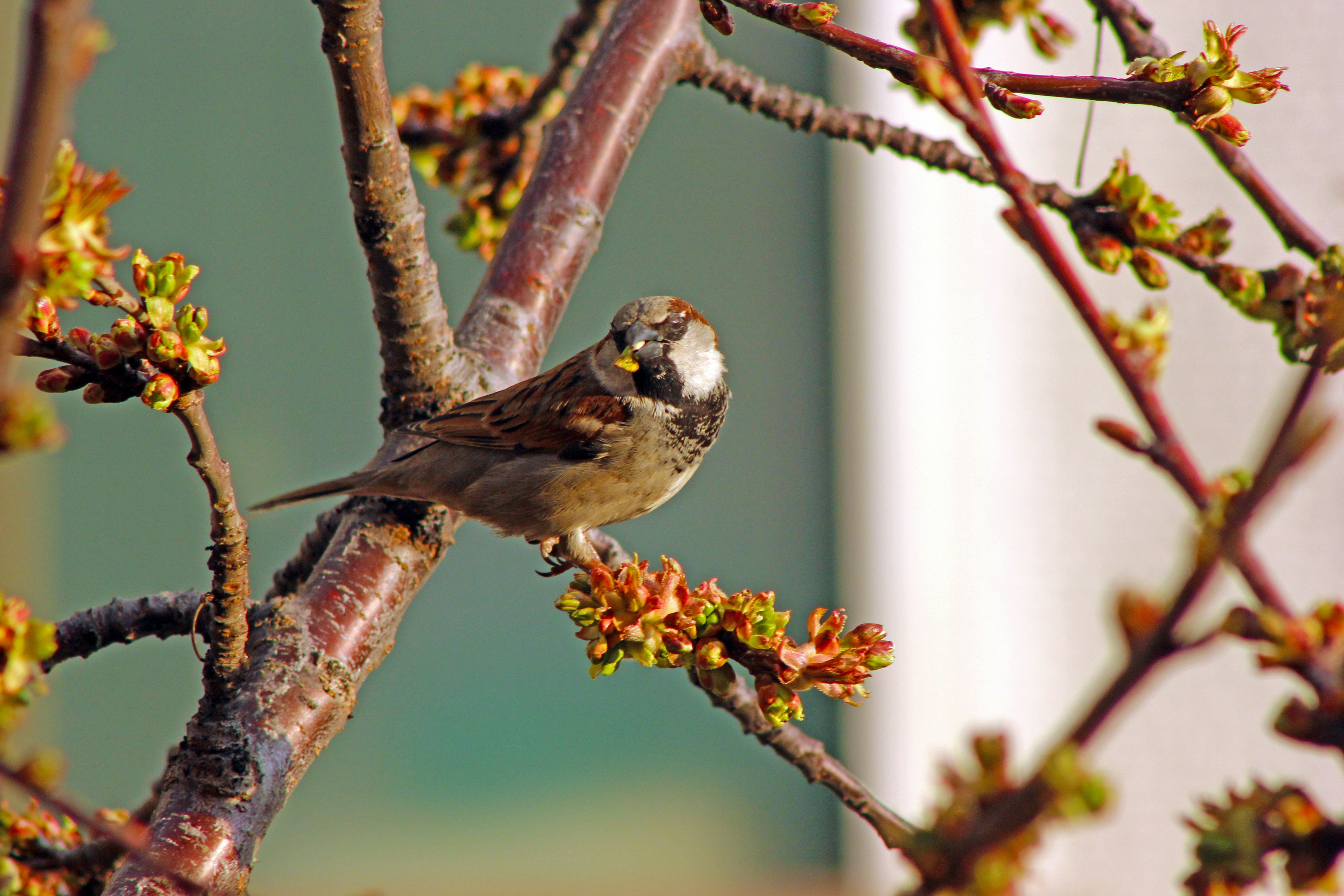 Sparrow on Branches with Spring Blossoms · Free Stock Photo