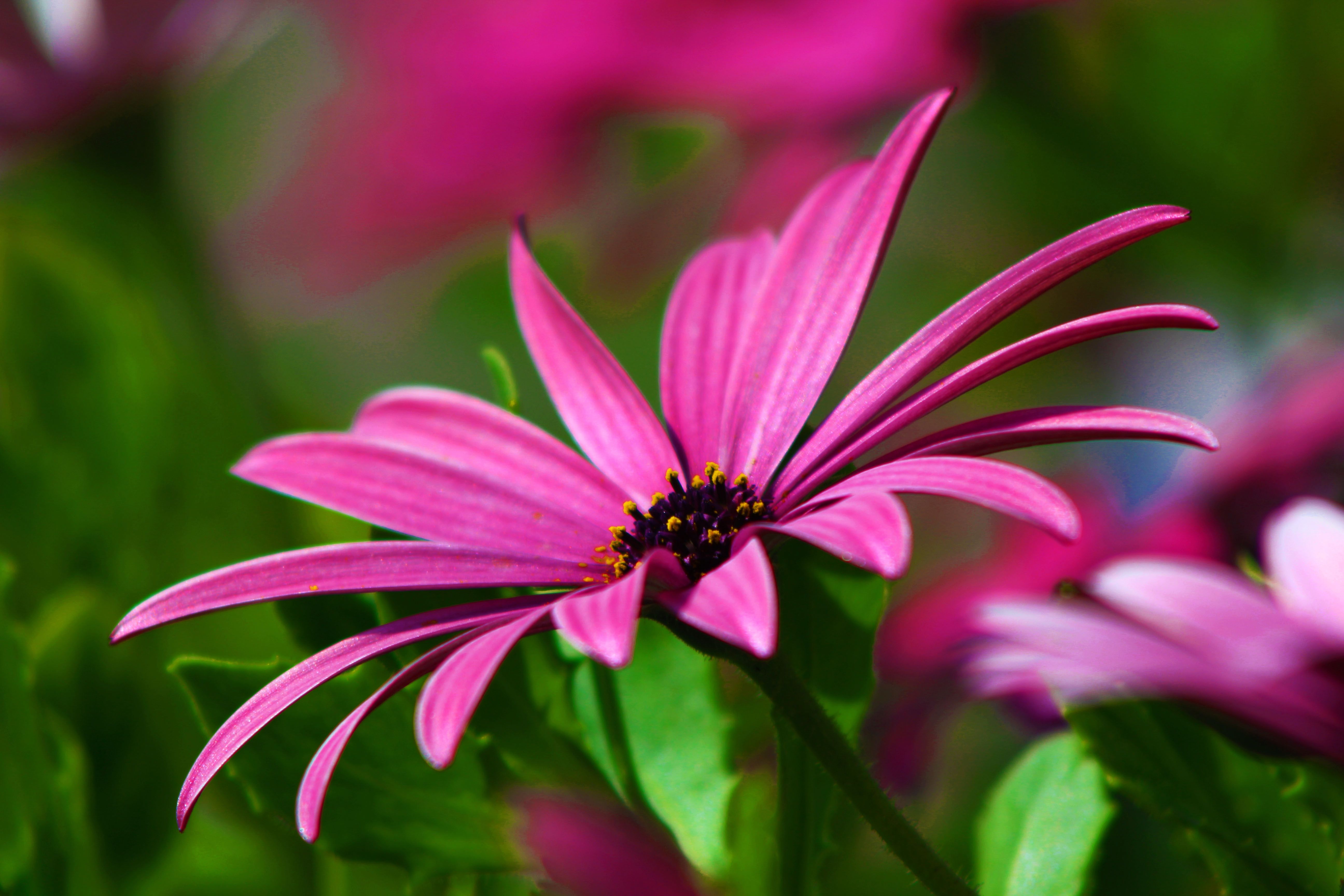 Assorted-color Flowers · Free Stock Photo