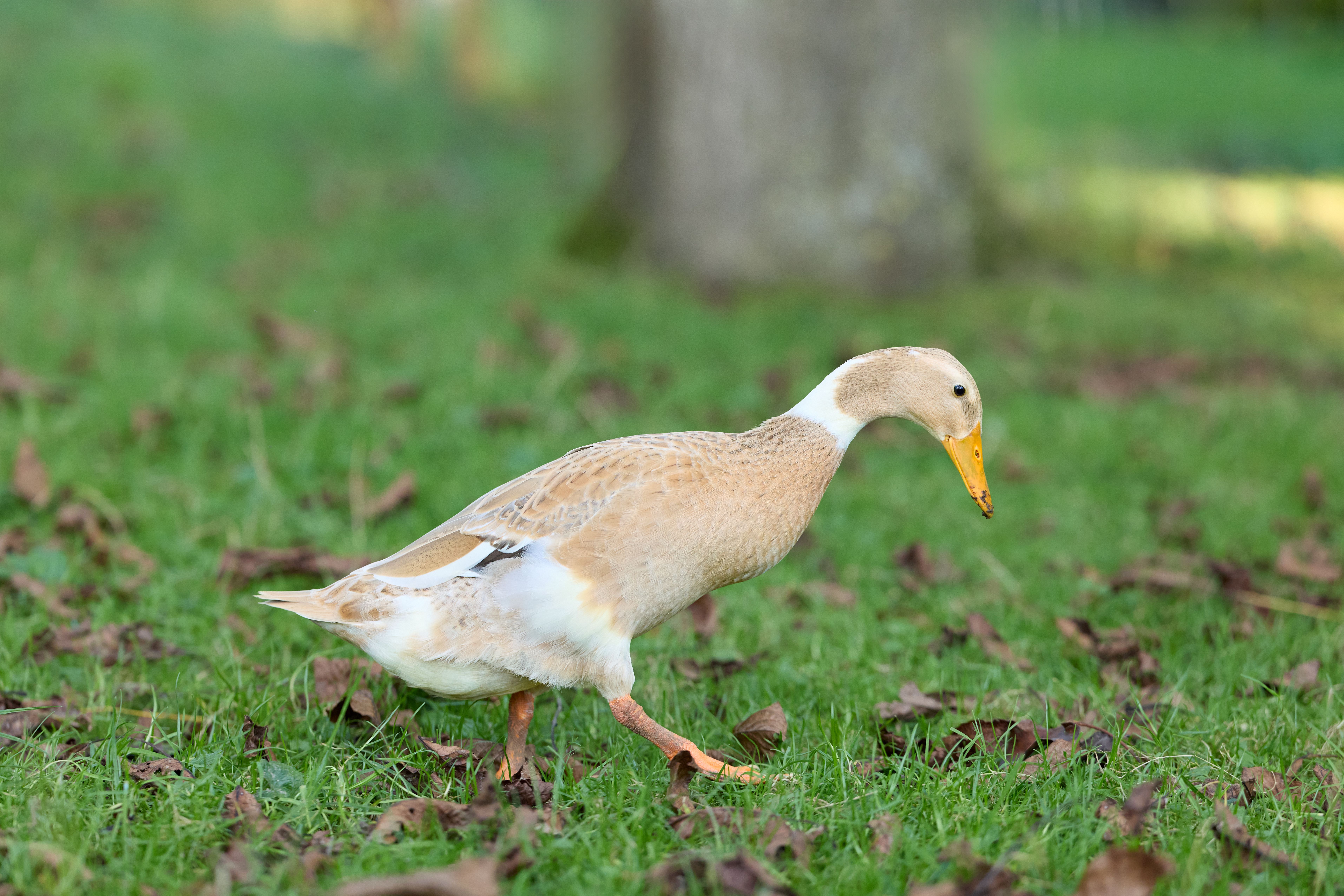 White Duck Chibi Photos, Download The BEST Free White Duck Chibi Stock ...