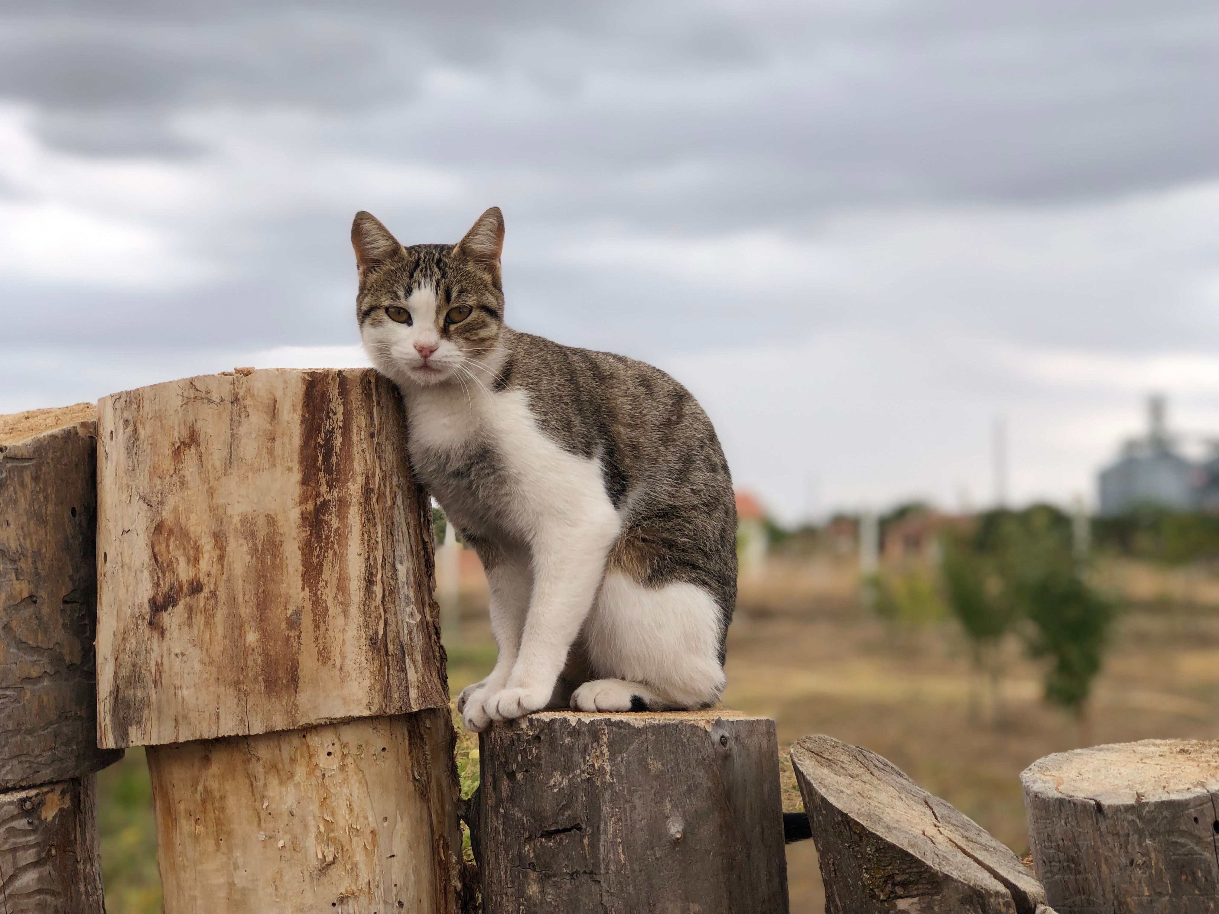 Maxwell The Cat Photos, Download The BEST Free Maxwell The Cat Stock ...
