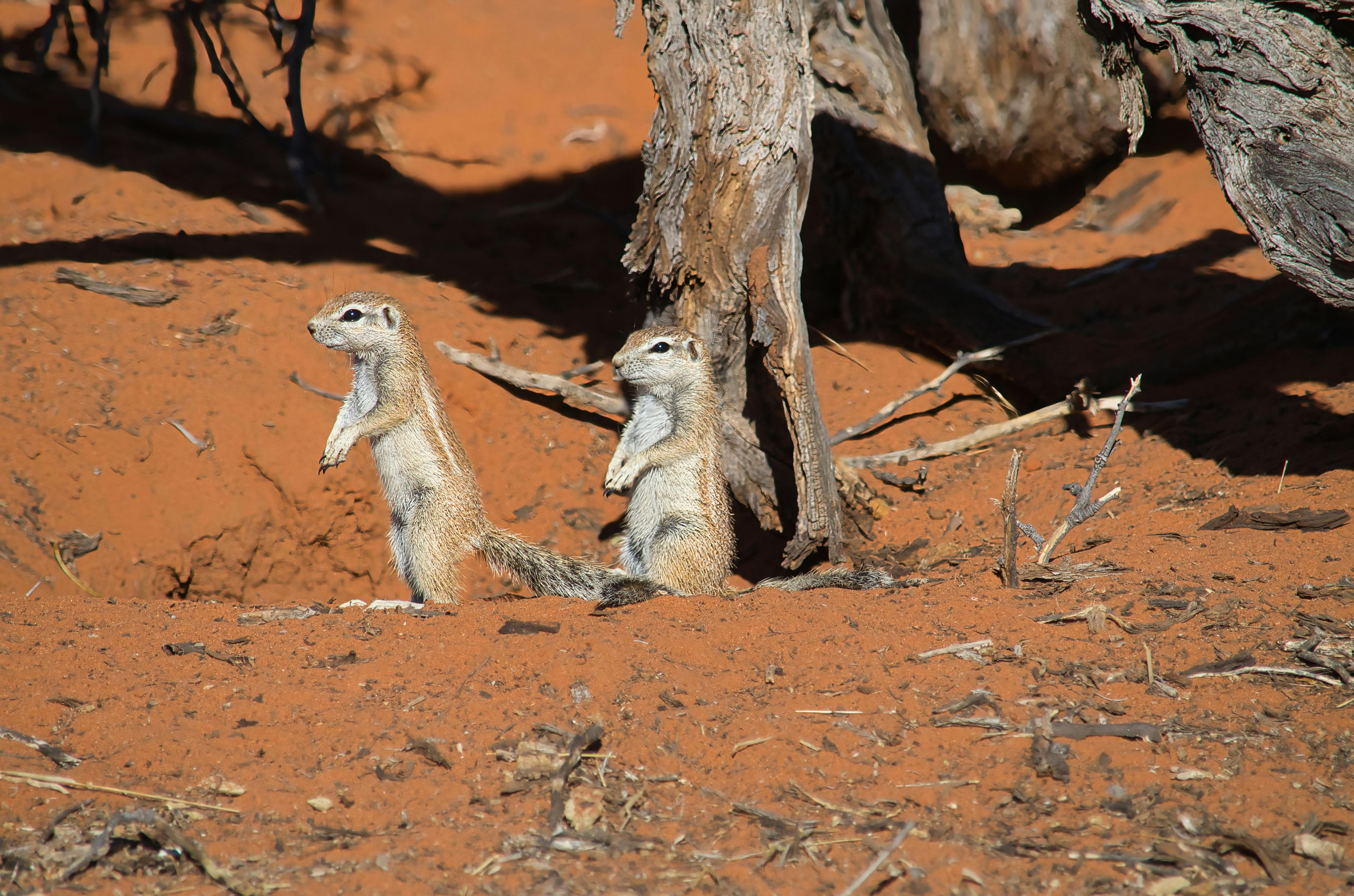 Adaptation Photos, Download The BEST Free Adaptation Stock Photos & HD ...